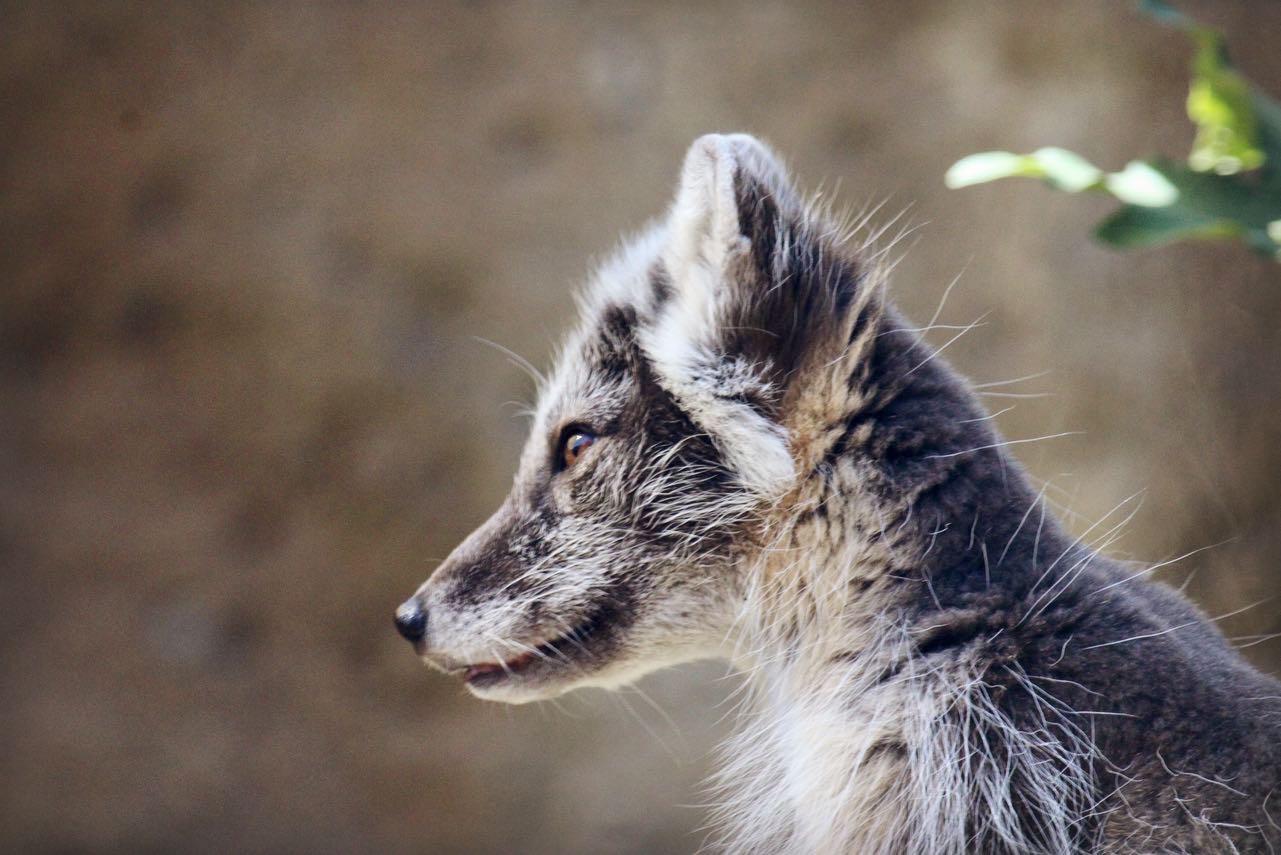 An arctic fox growing his winter coat. | Scrolller