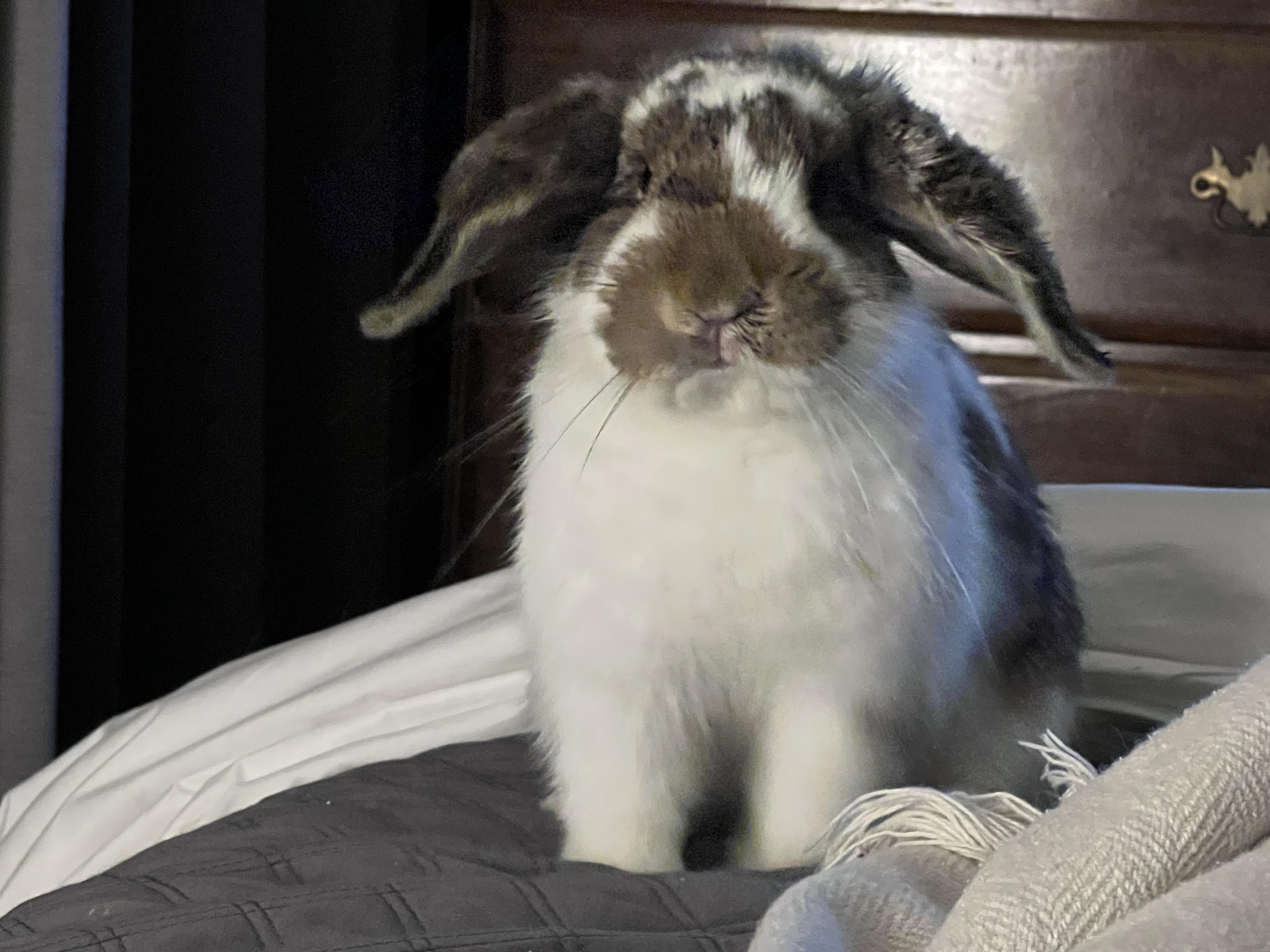 House Ruler | Scrolller