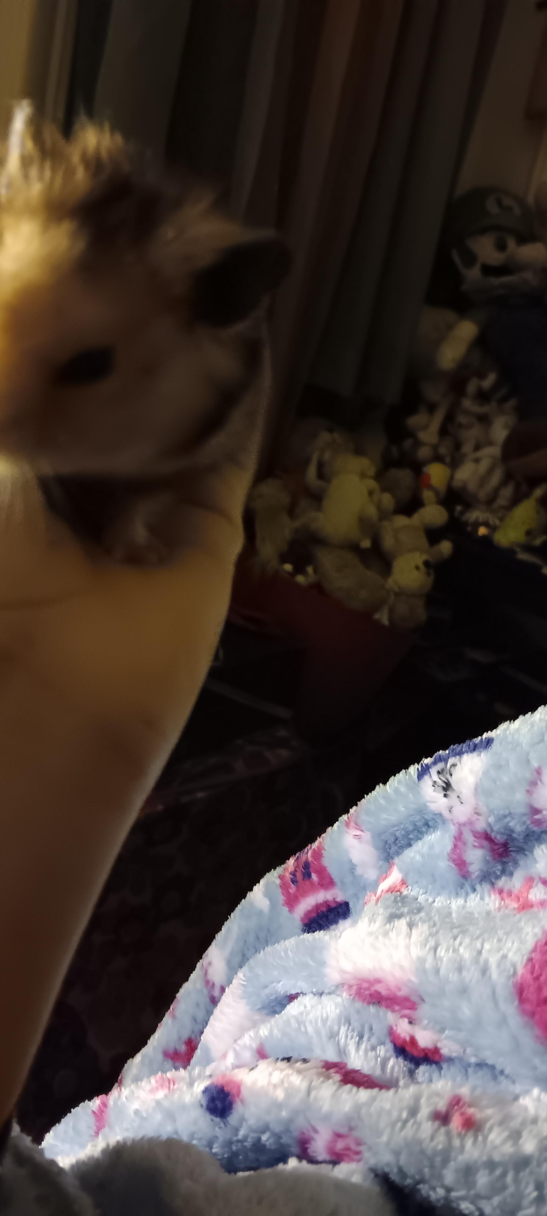 Otis probably has the longest tail of every syrian hamster | Scrolller