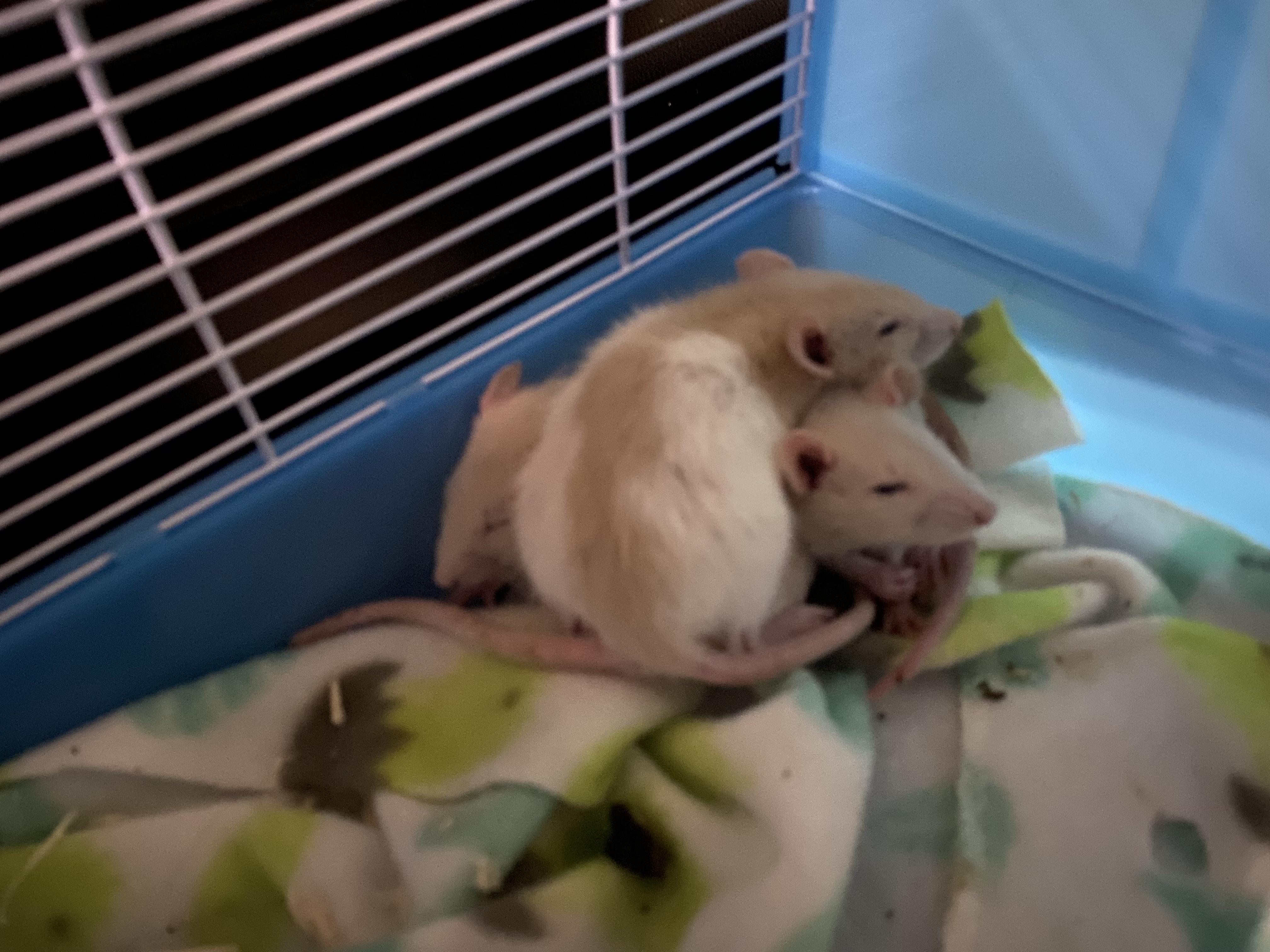 BRB.. crying | Scrolller