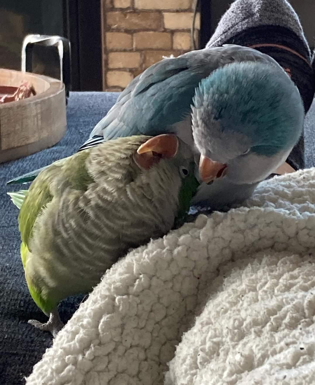 Milo the Quaker Parakeet enjoys the underfluffies of his brother, Sid ...