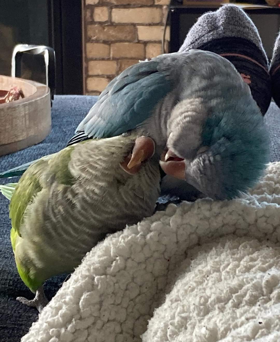 Milo the Quaker Parakeet enjoys the underfluffies of his brother, Sid ...
