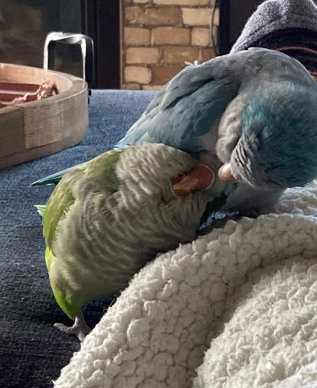 Milo the Quaker Parakeet enjoys the underfluffies of his brother, Sid ...
