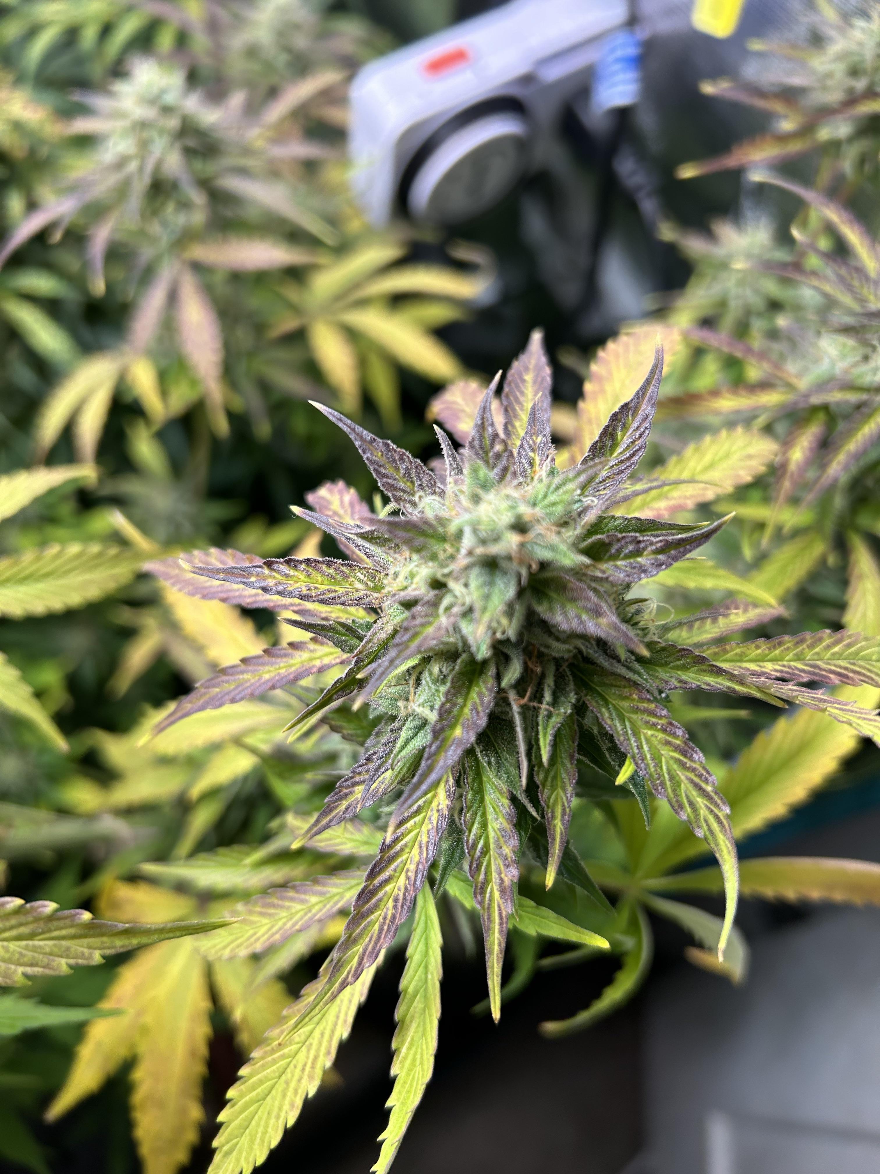 You guys think these are ready? (First Grow) | Scrolller