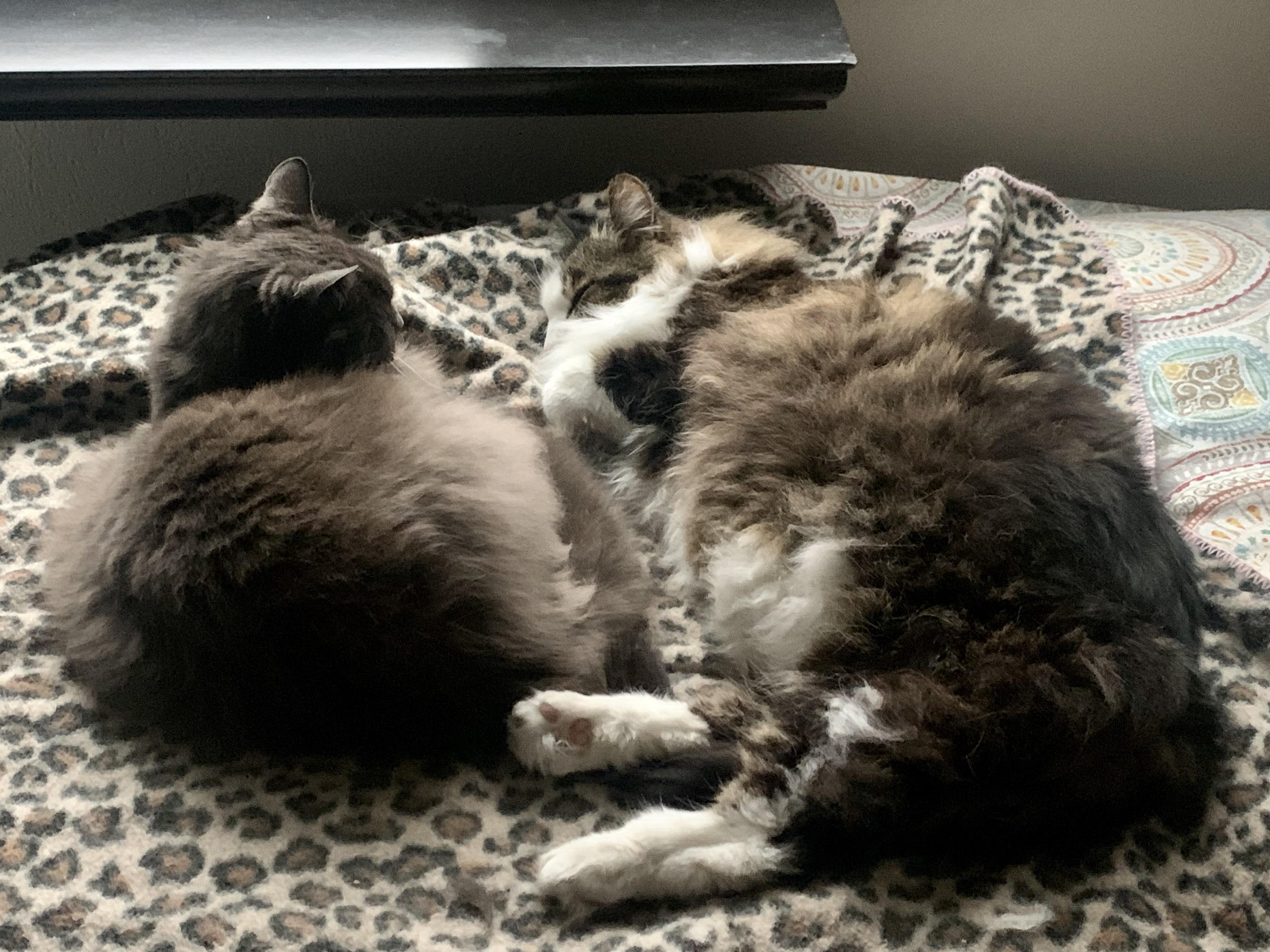 Rainy day snuggles :) | Scrolller