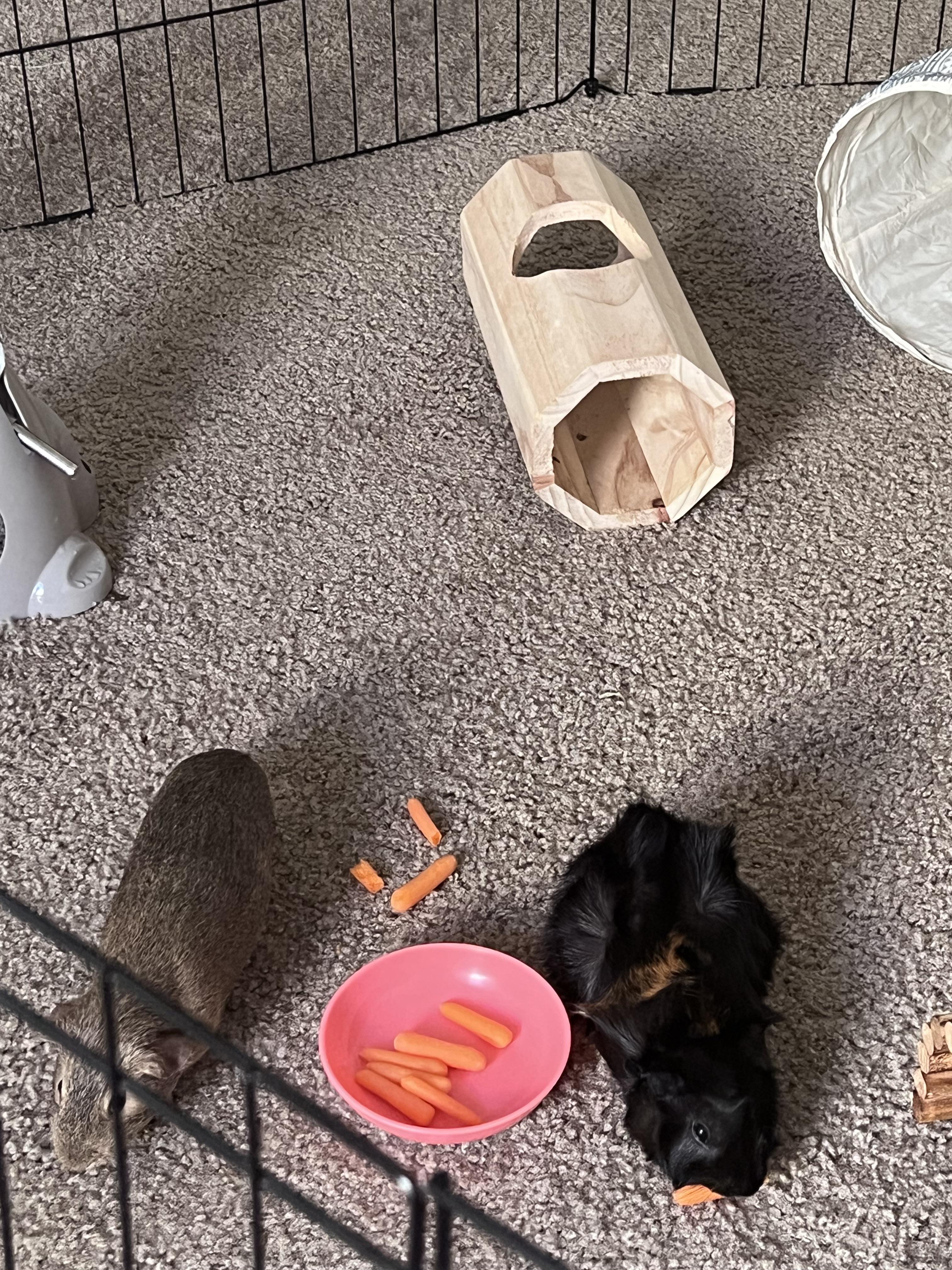 Our friends Chip & Dale having some supervised floor time with snacks of course | Scrolller