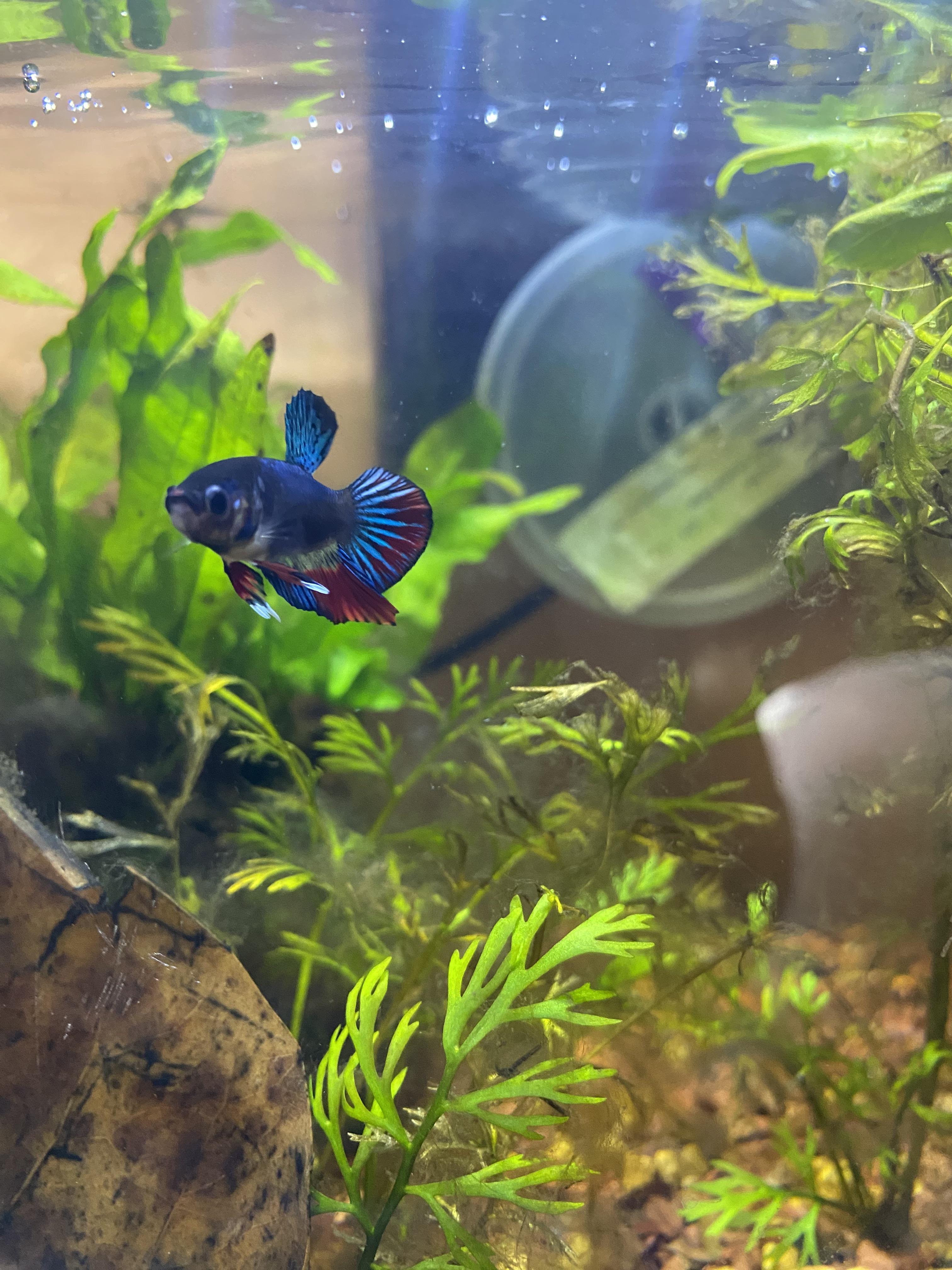 Identification help | Scrolller