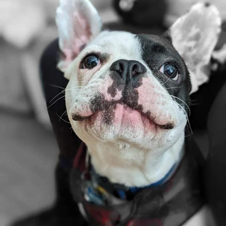 Look at his smile! my frenchton Buster | Scrolller