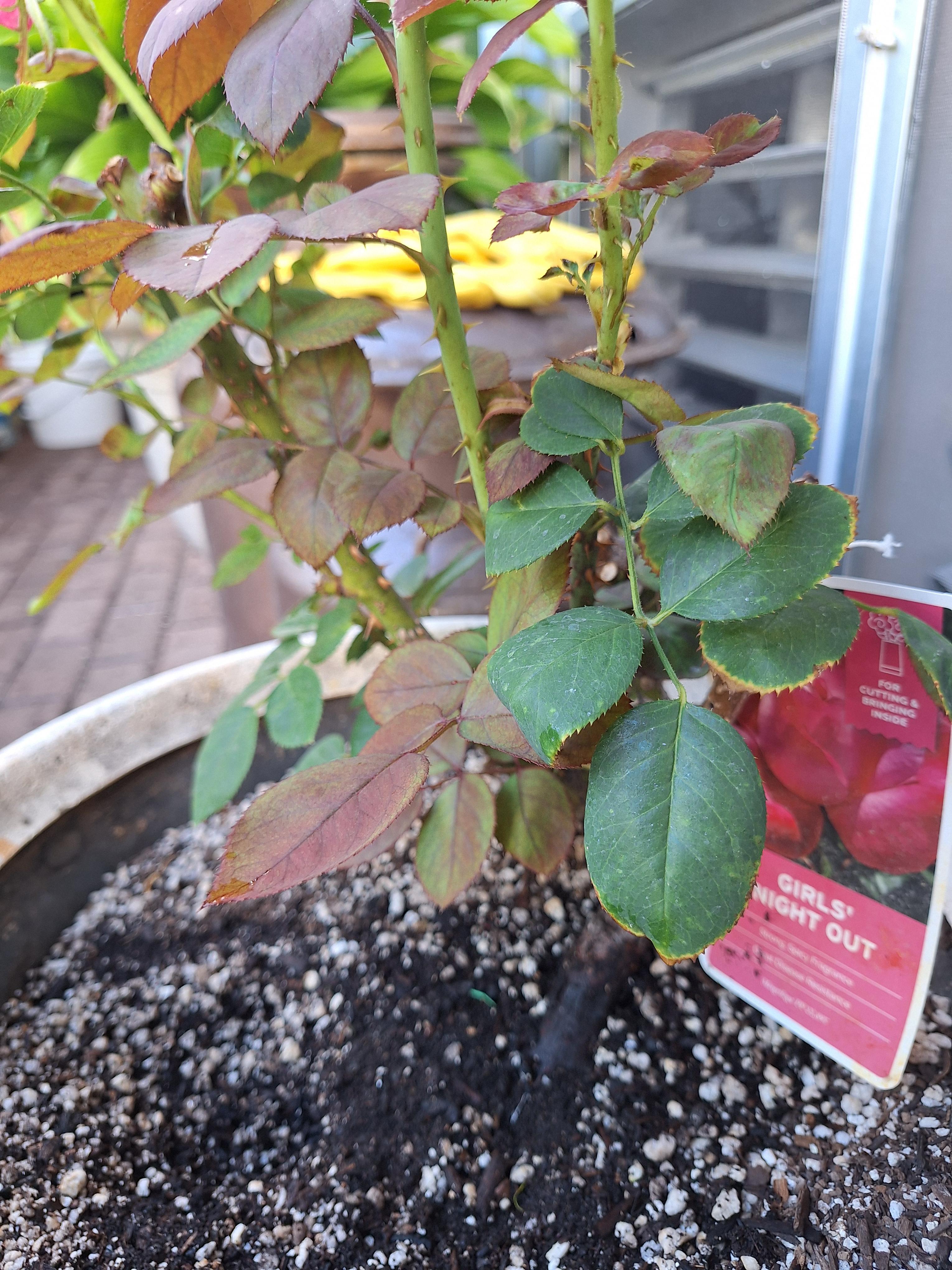 Help!!! Is this a virus???! | Scrolller