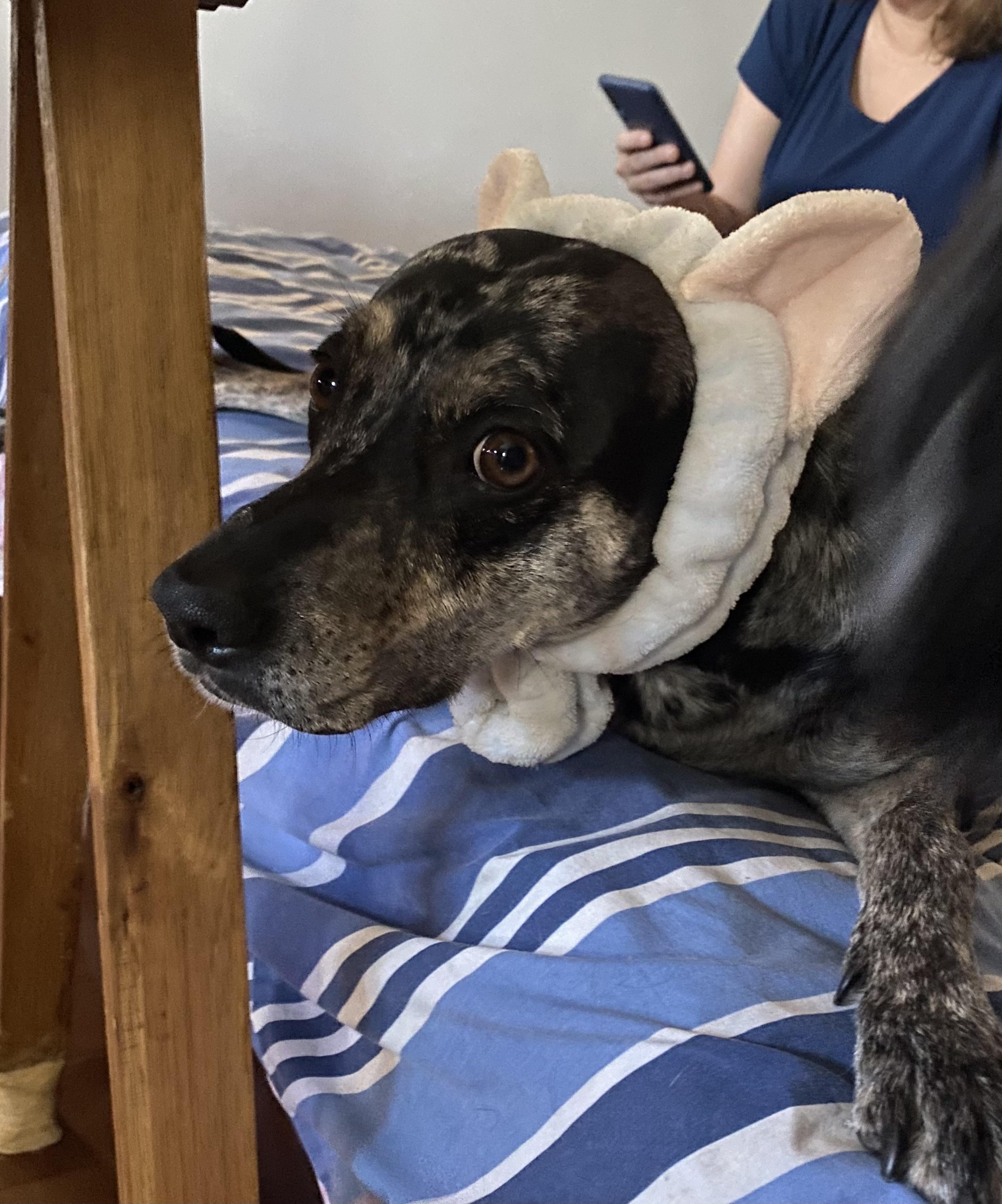 Pup is terrified of loud noises so we have to improvise when Brazil scores a goal (we get very ...