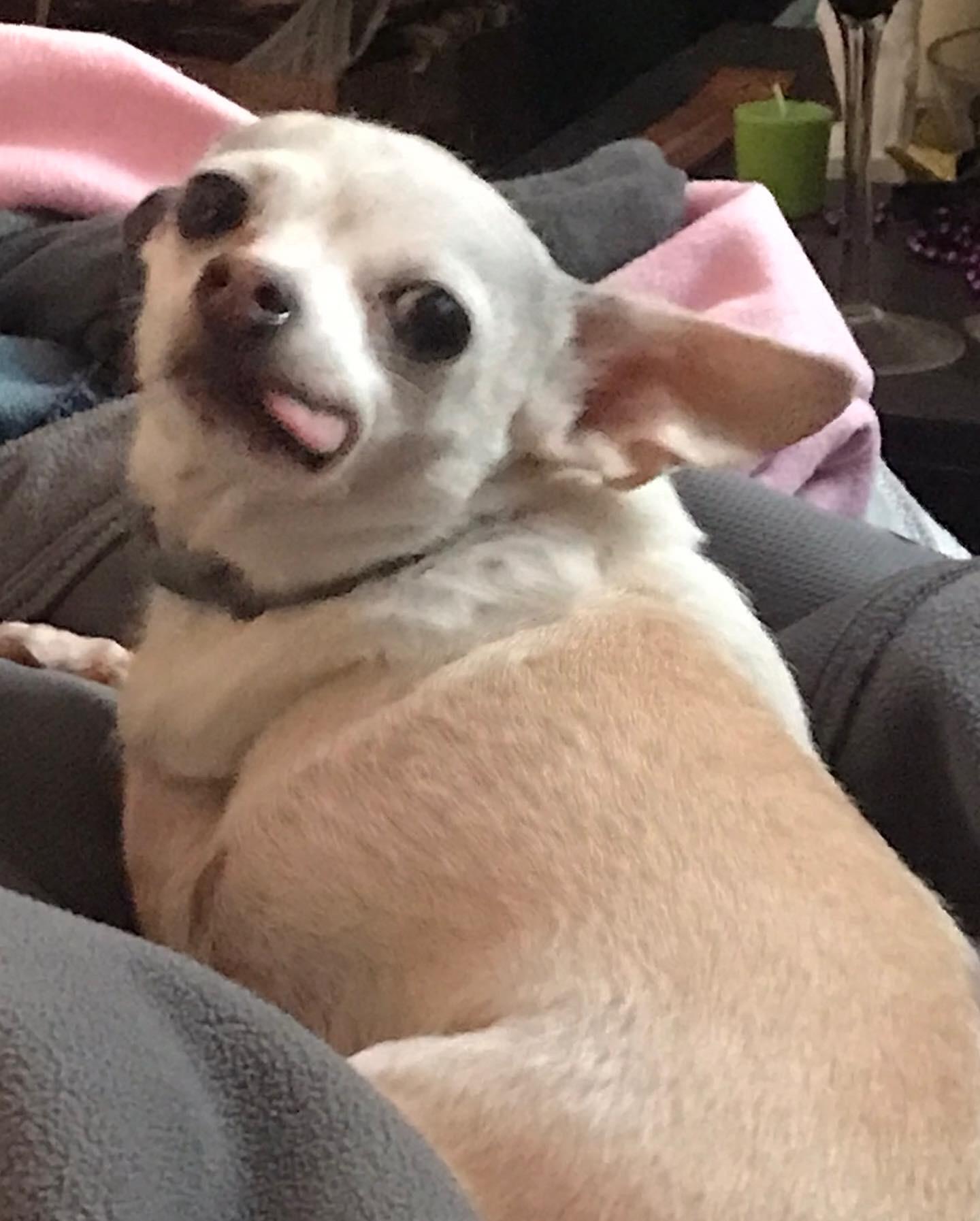 Biscuit 👅 | Scrolller