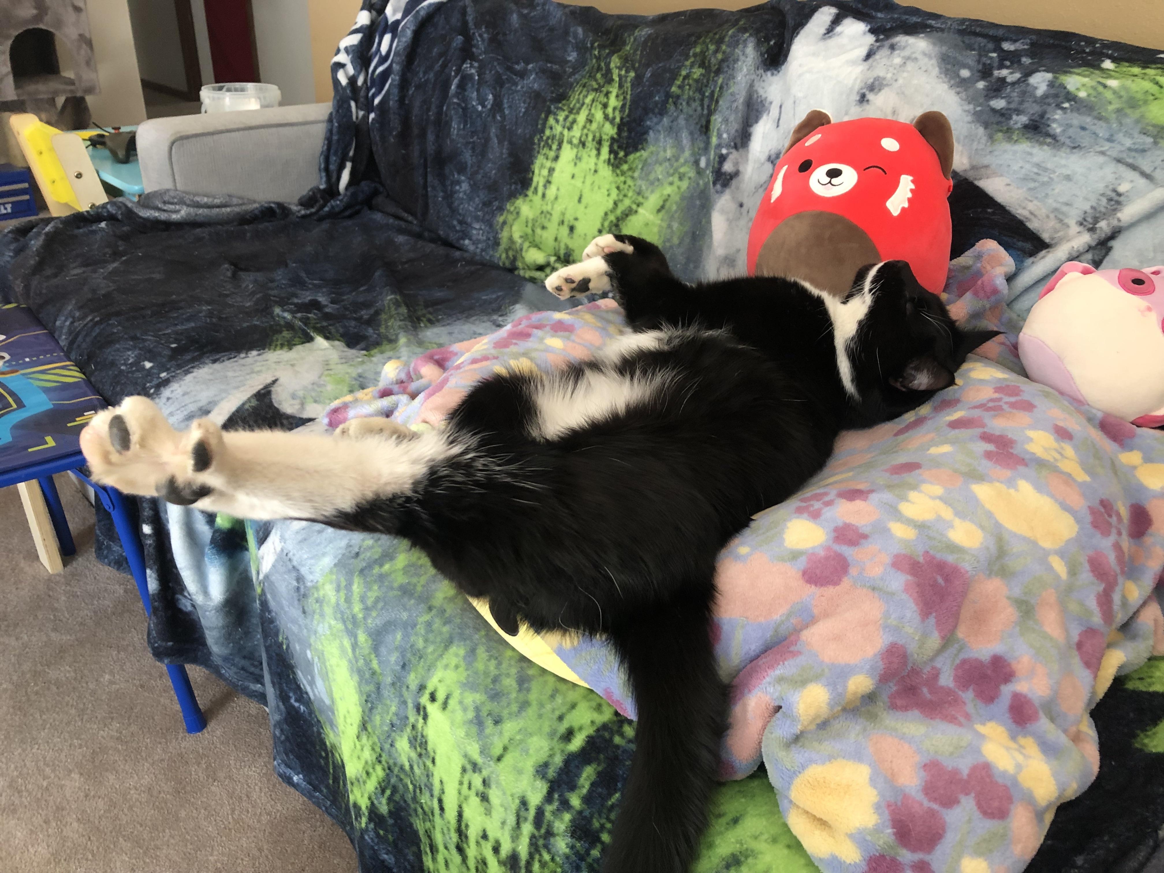 Moo sleeping weird | Scrolller