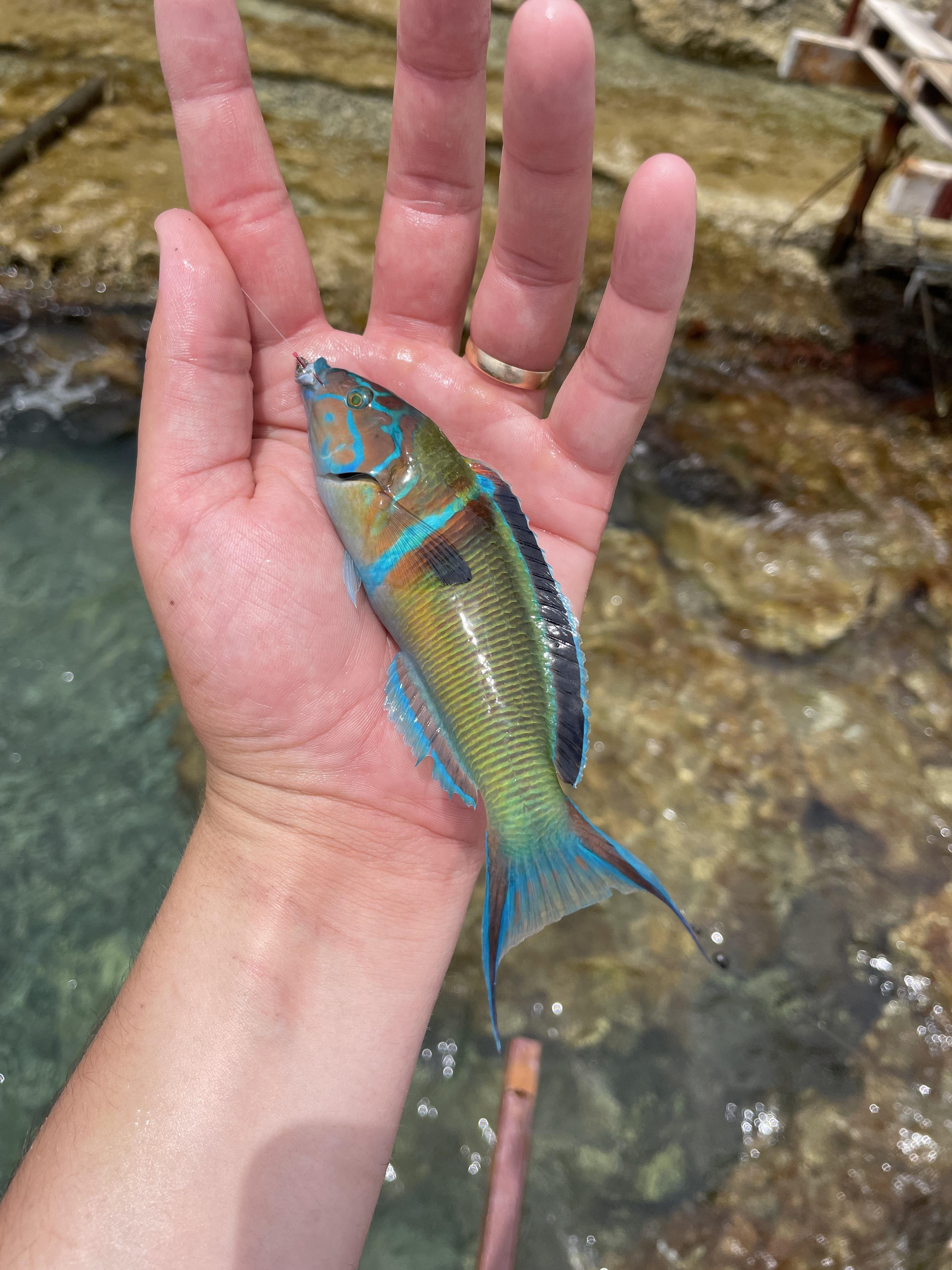 Wrasse and a Puffer | Scrolller