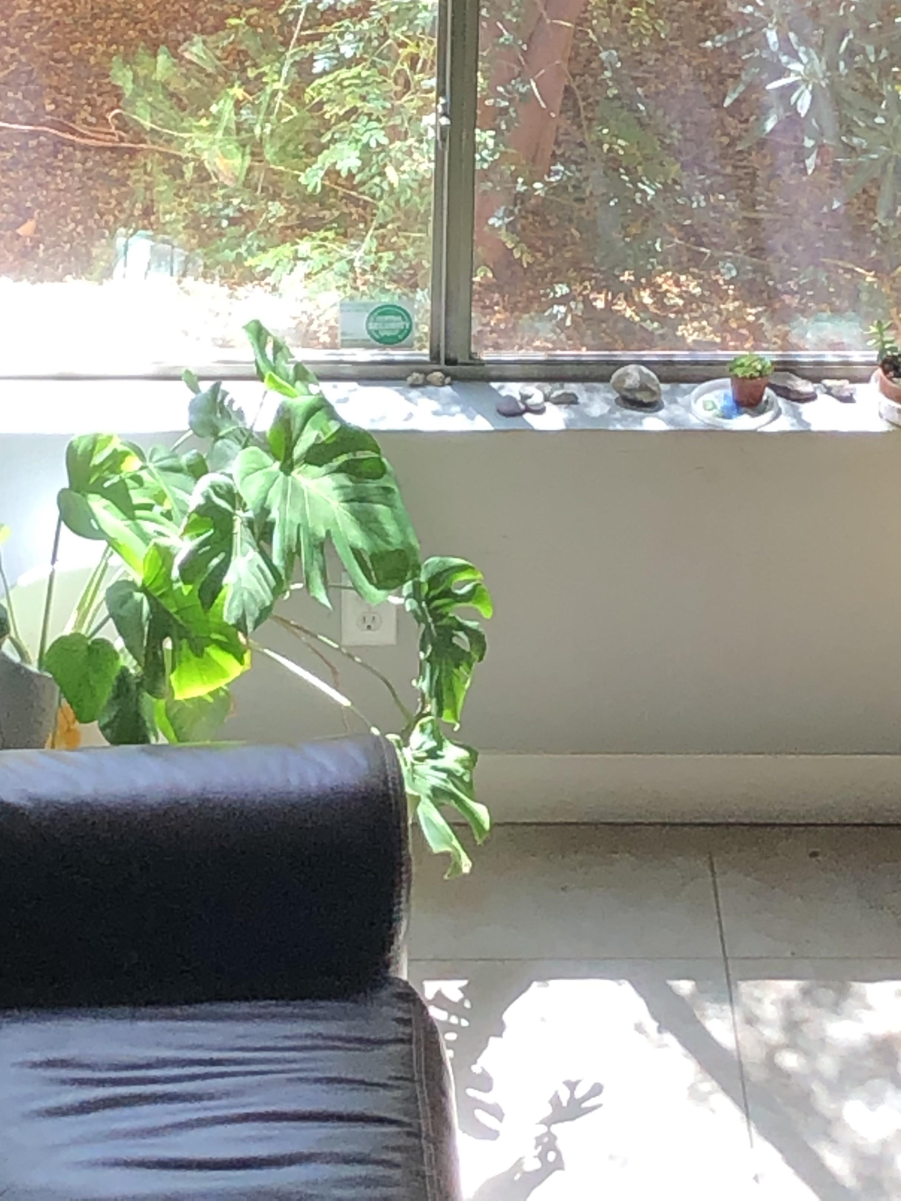 Is this too much sun for my monstera? | Scrolller