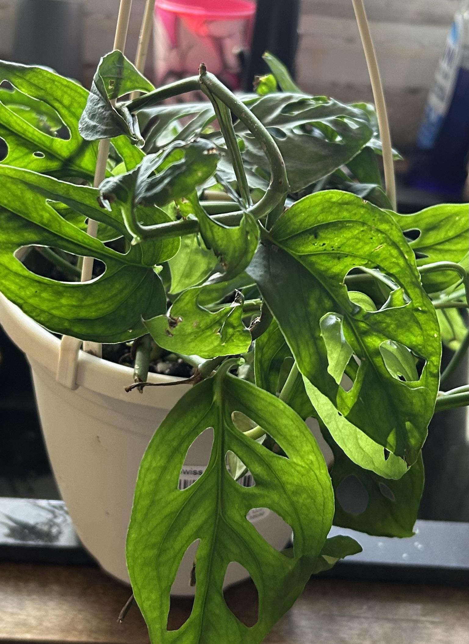 Adansonii or esqueletto? | Scrolller