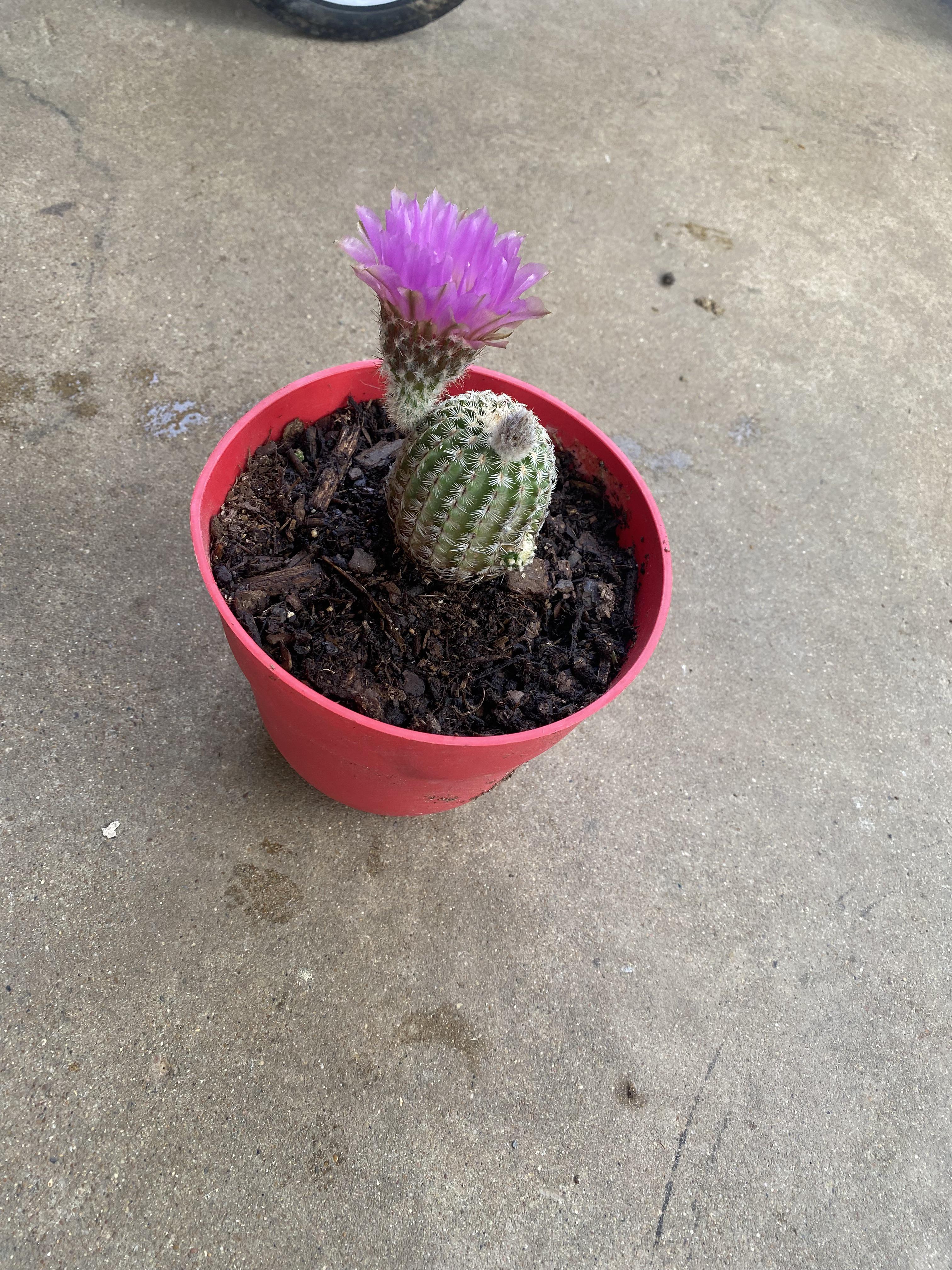 Discover more like Texas: Native Cactus Bloomed and Related Content | Scrolller