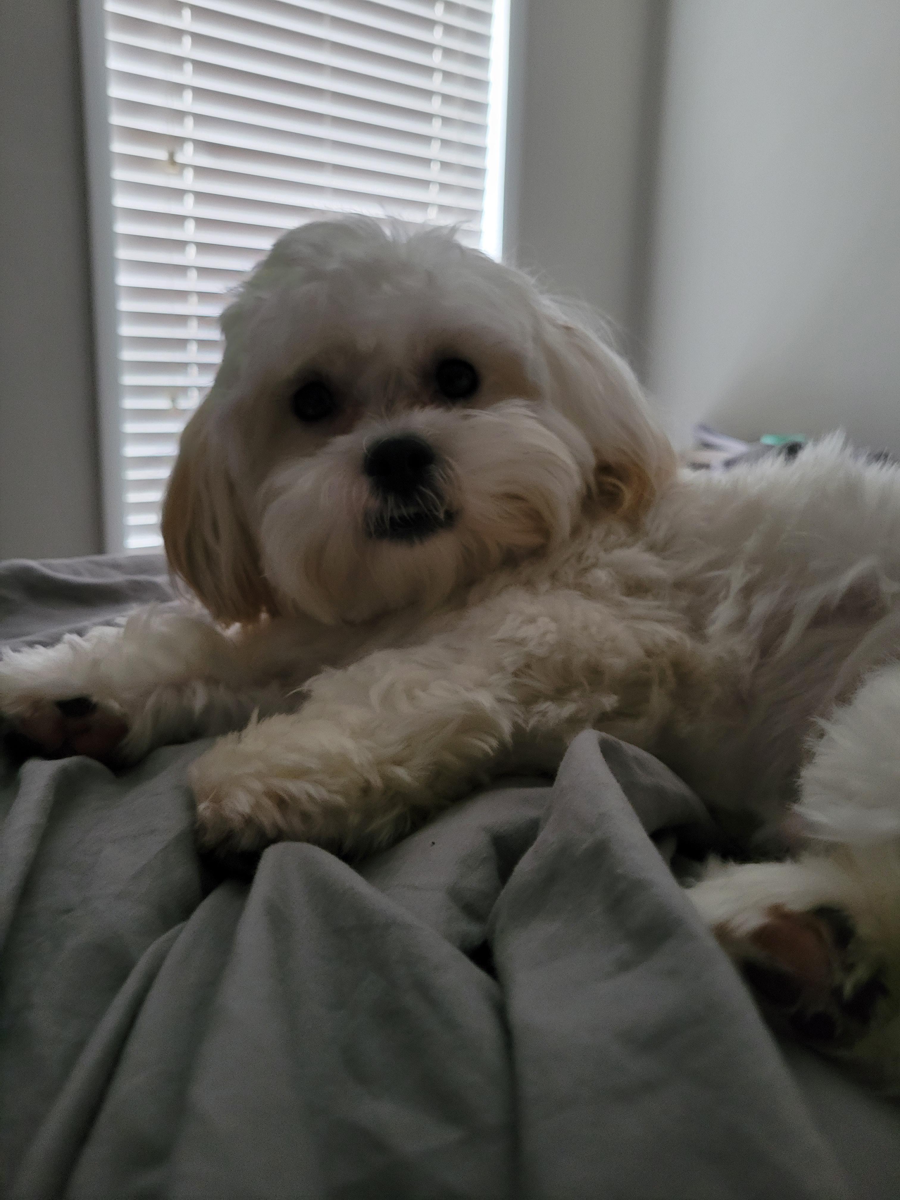 Biscuit deciding to be a little derp | Scrolller