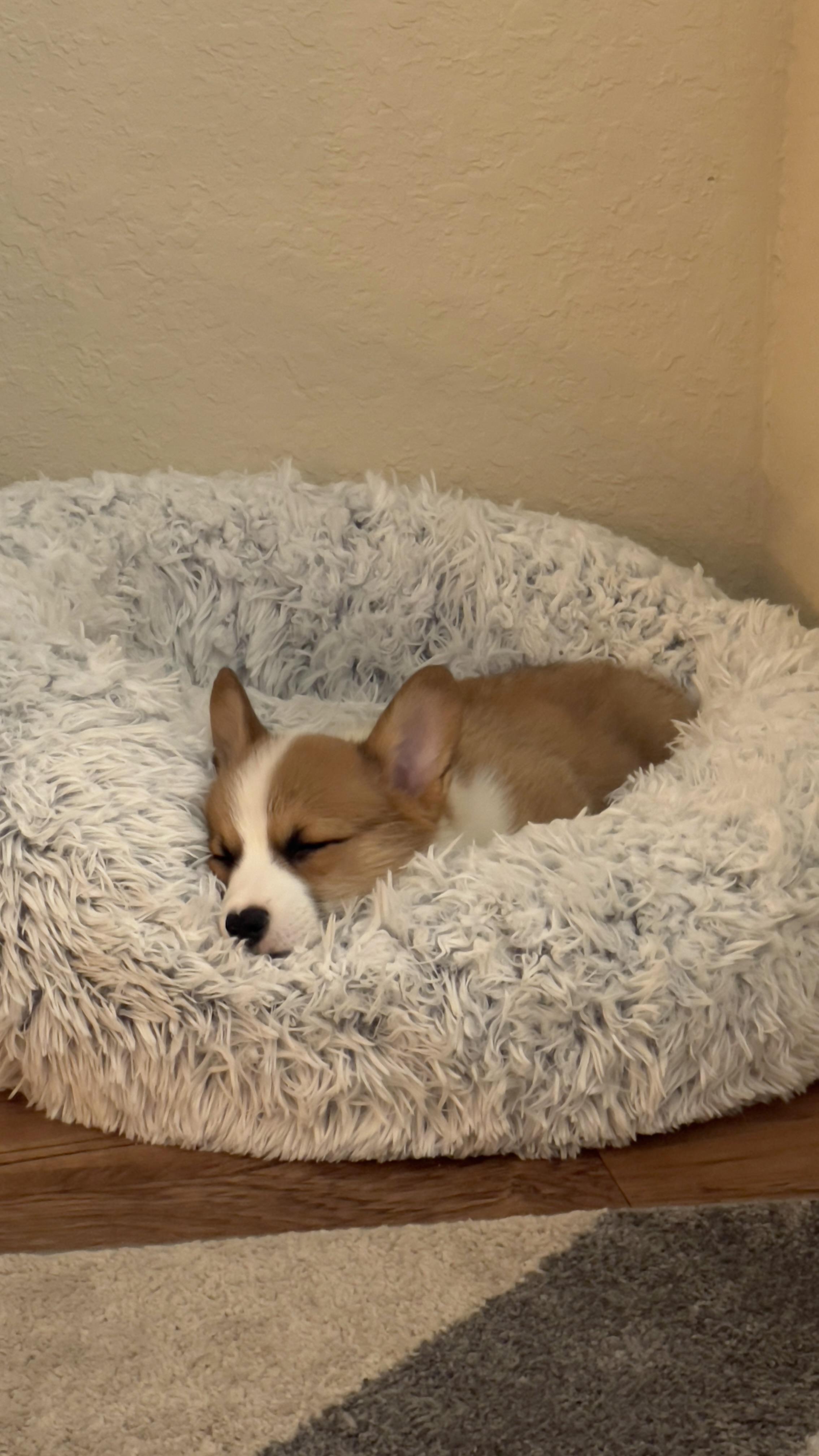 Here are some photos of Pepper | Scrolller