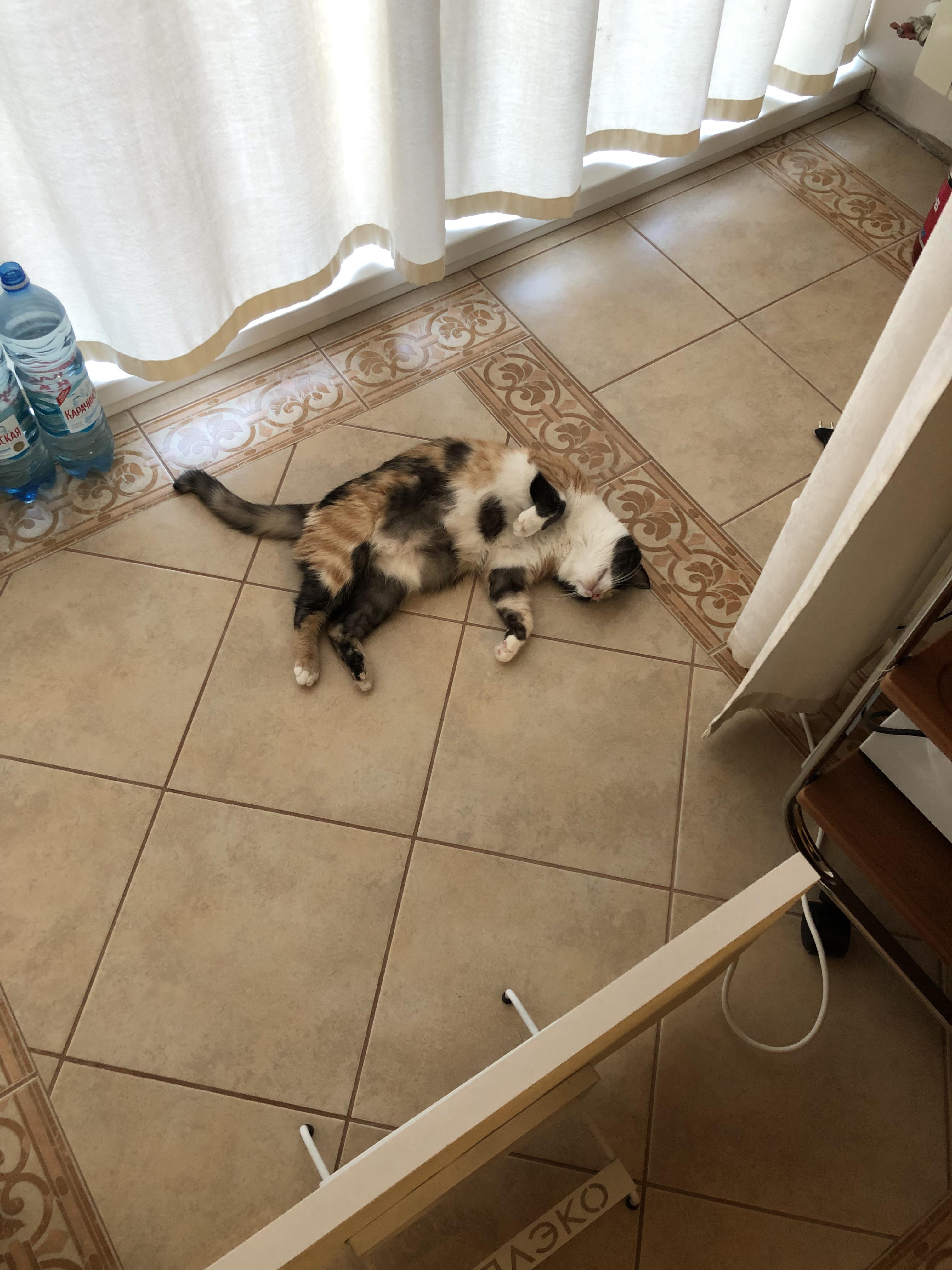 Belly presentation | Scrolller