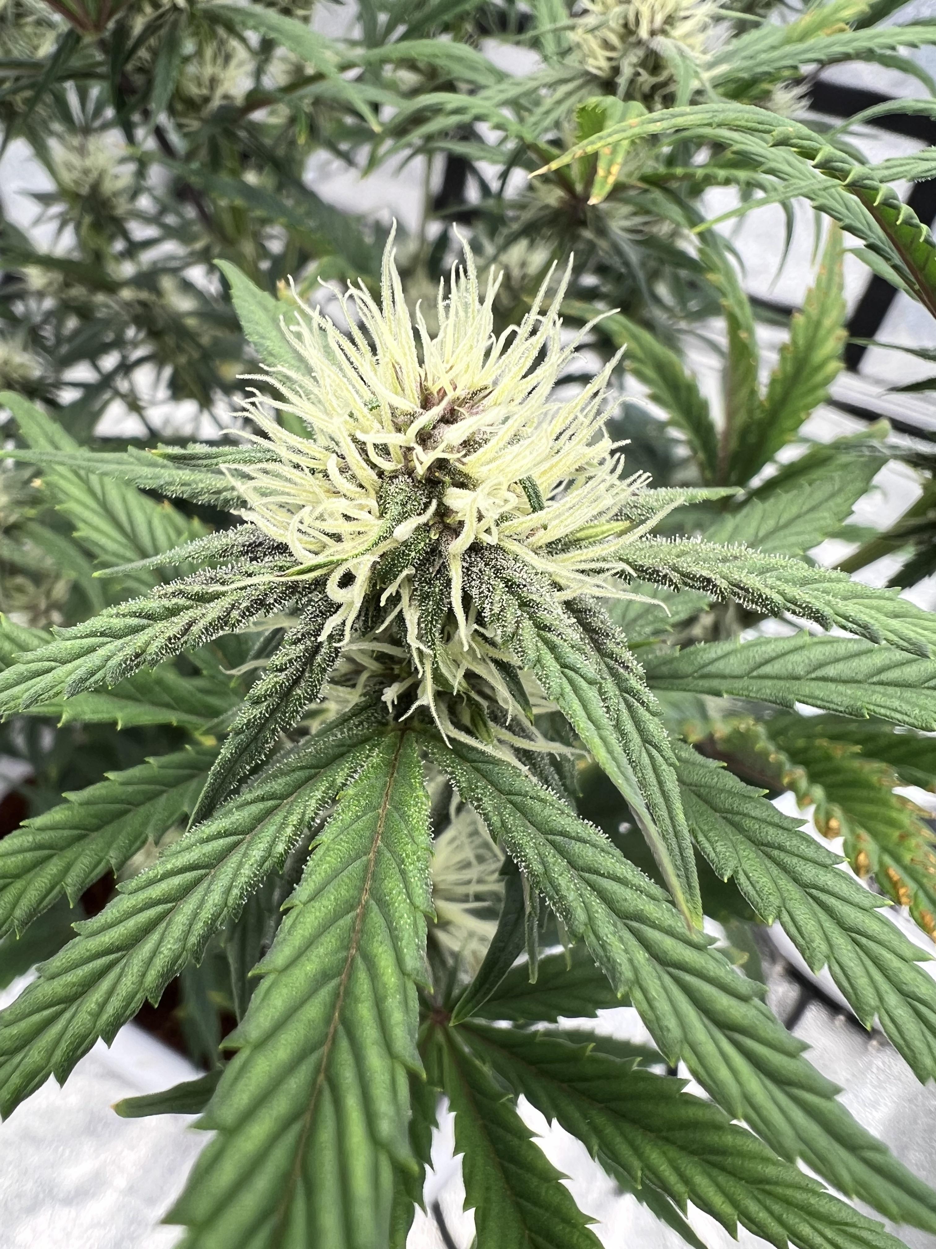 Blueberry Suplex | Scrolller