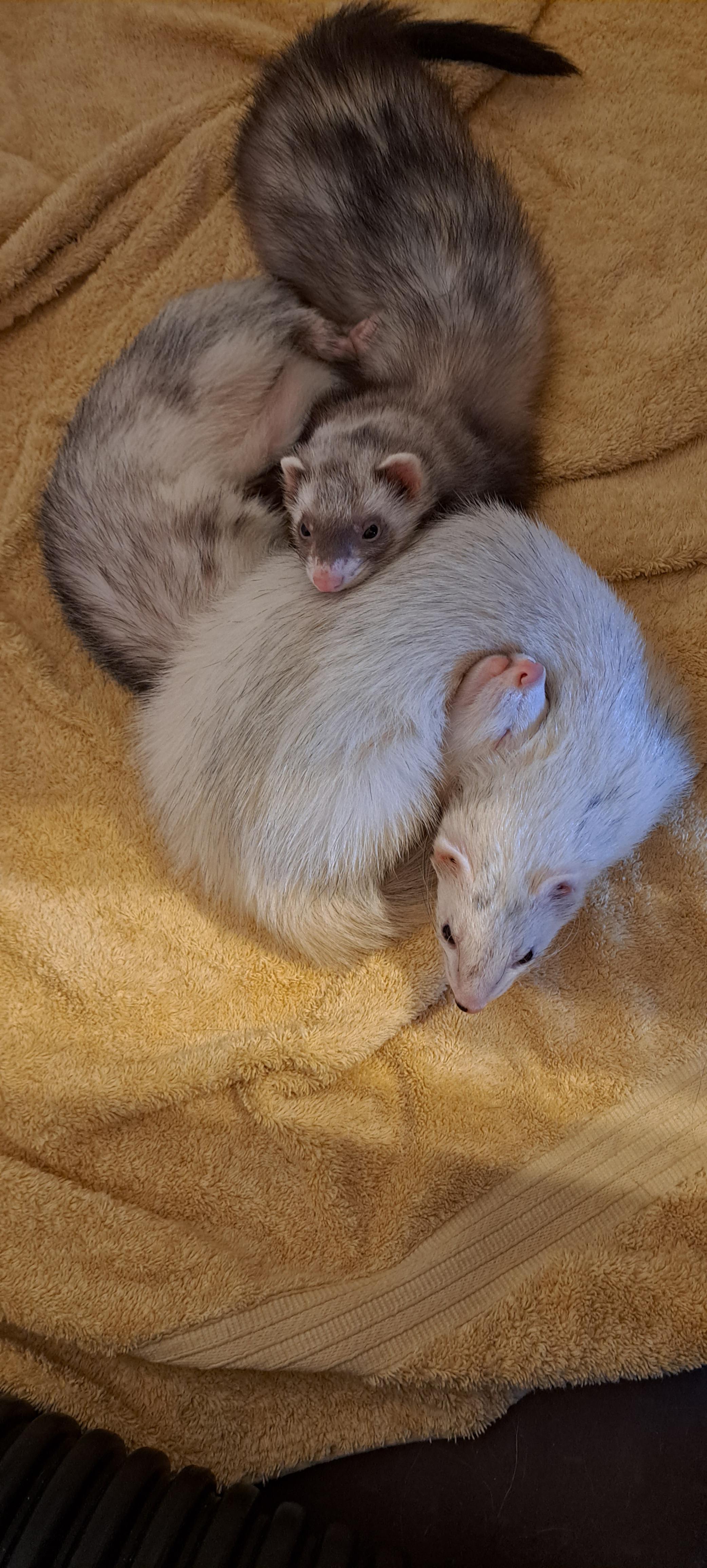 Discover more like Ferrets: Putting the "snake" in cat-snake. I didn't know they were ...