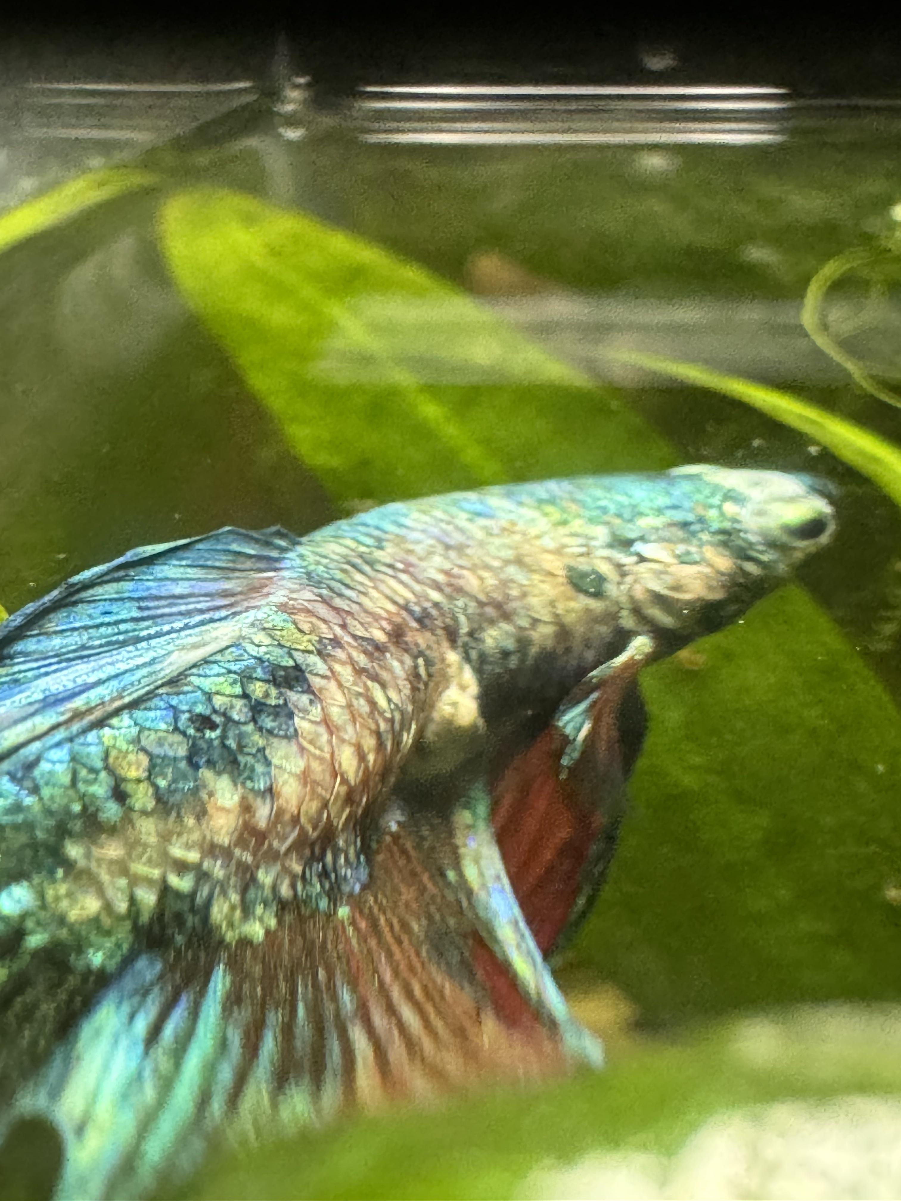 Betta has…something wrong | Scrolller