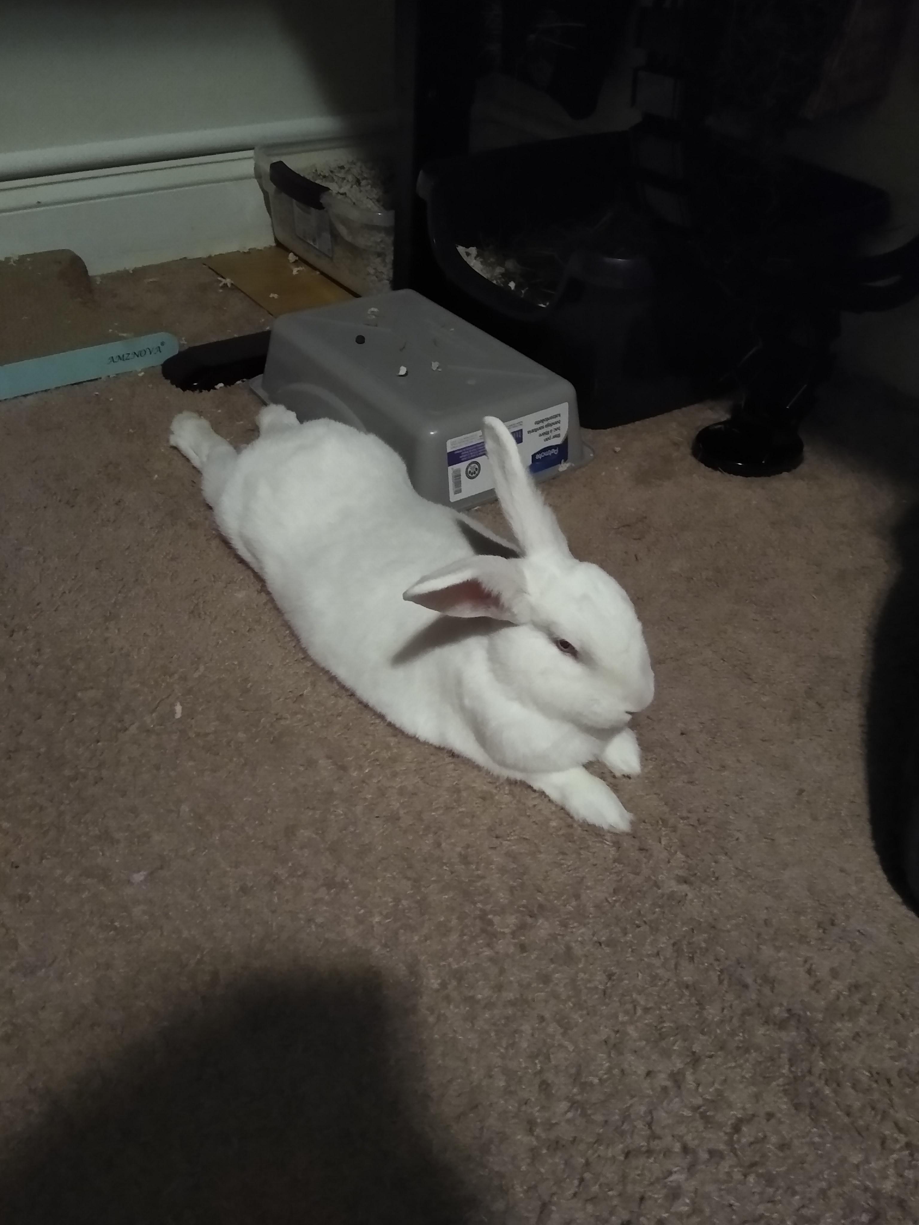 Super bun... | Scrolller