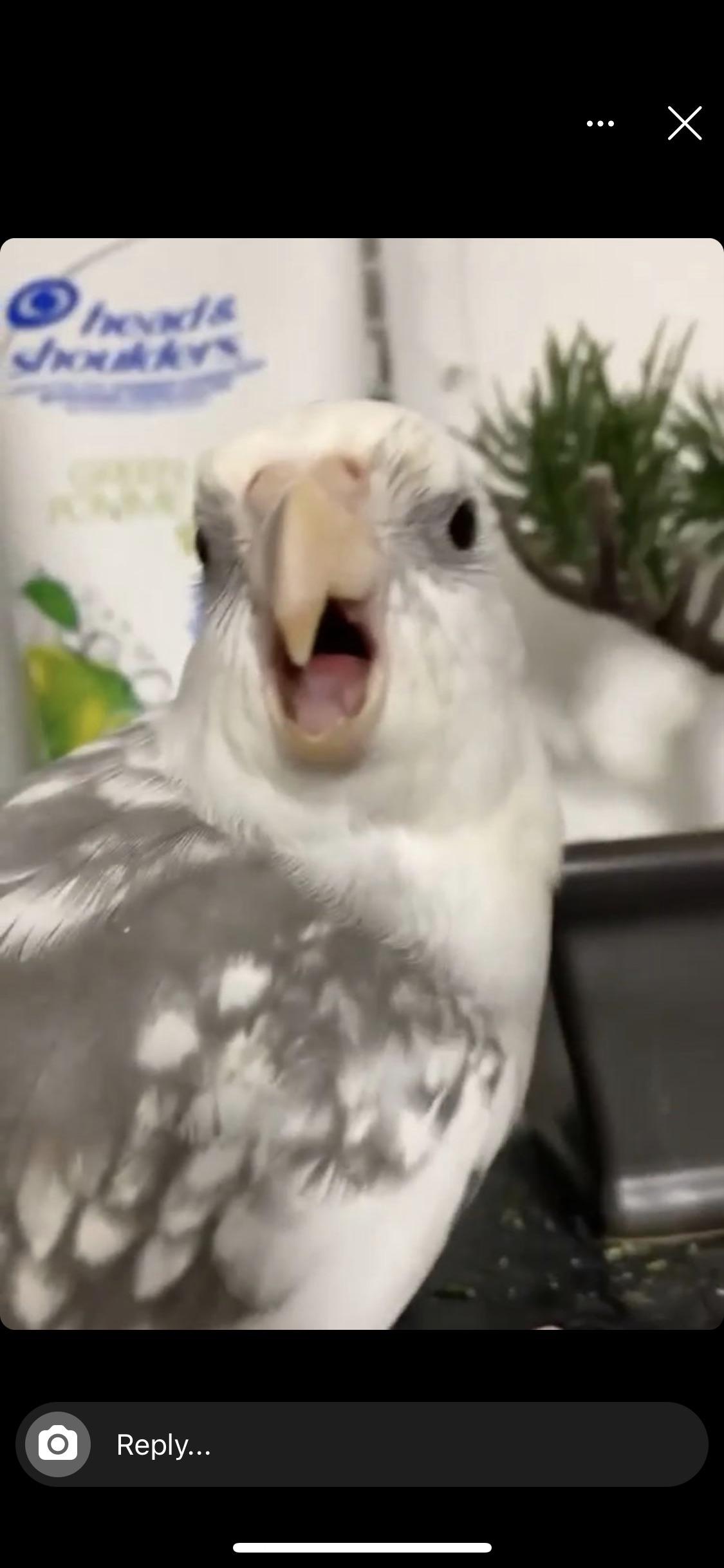 Willow LA BRUTE | Scrolller