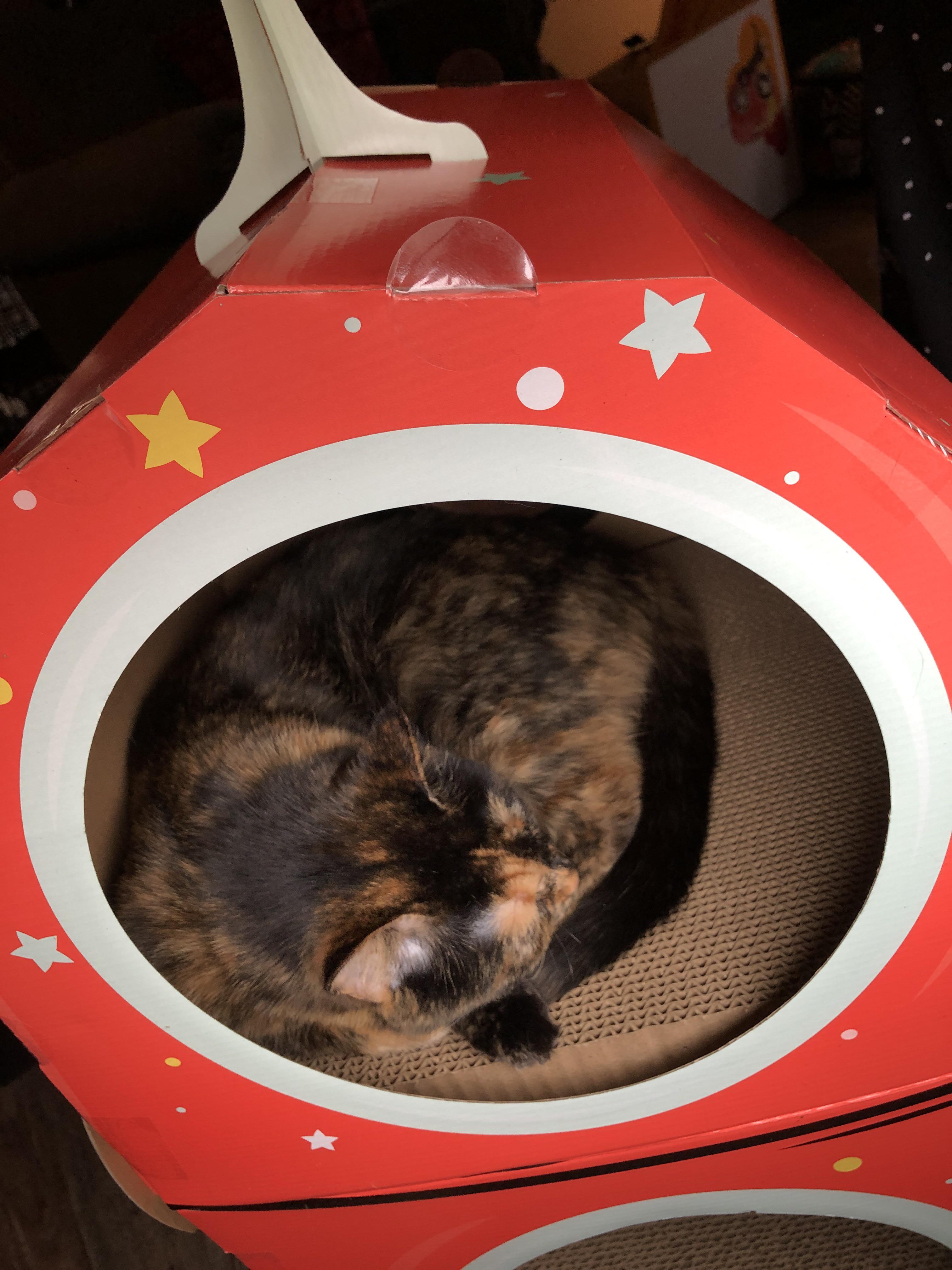 Store bought cat trap | Scrolller