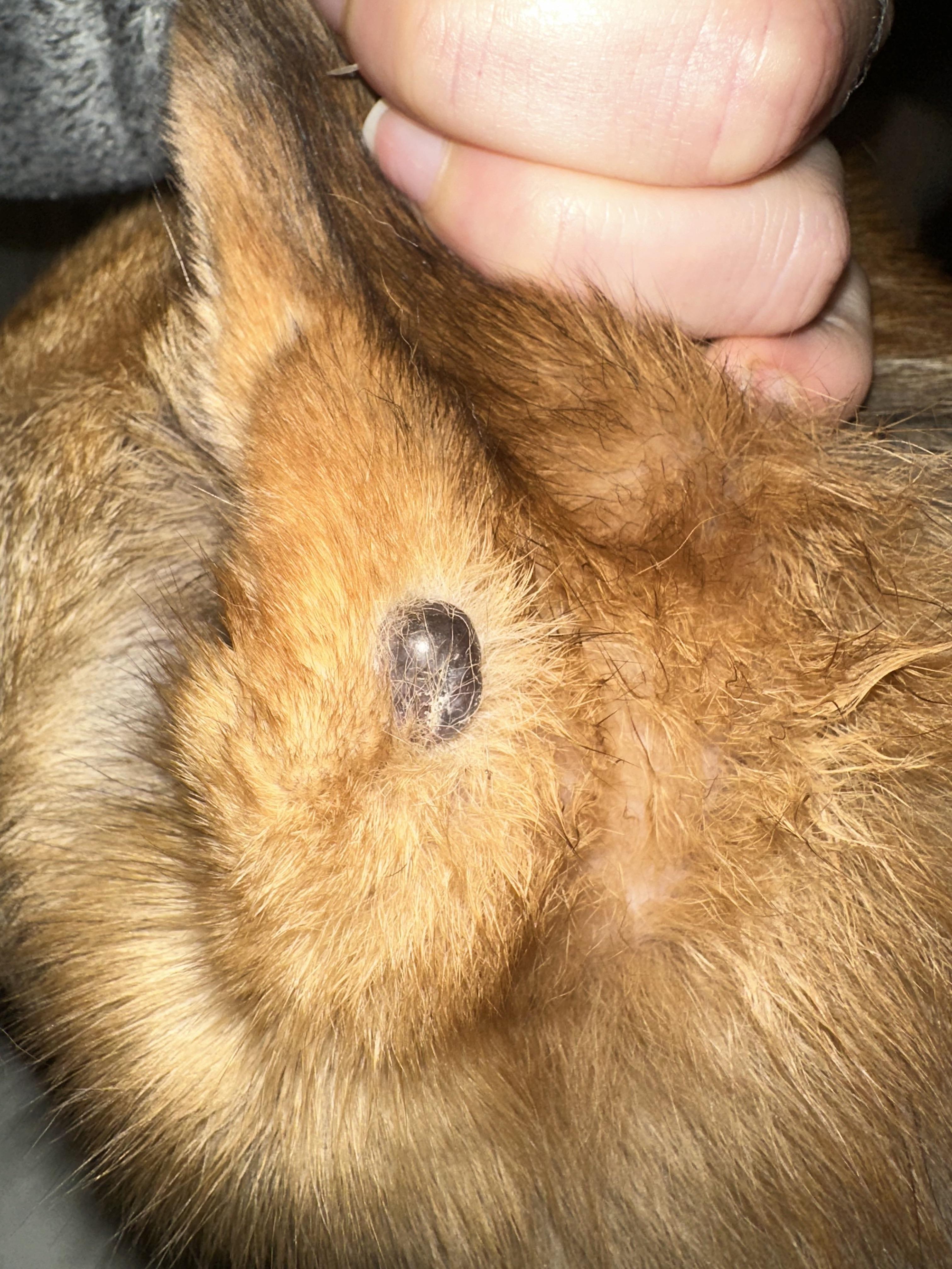 Is this a tick? | Scrolller