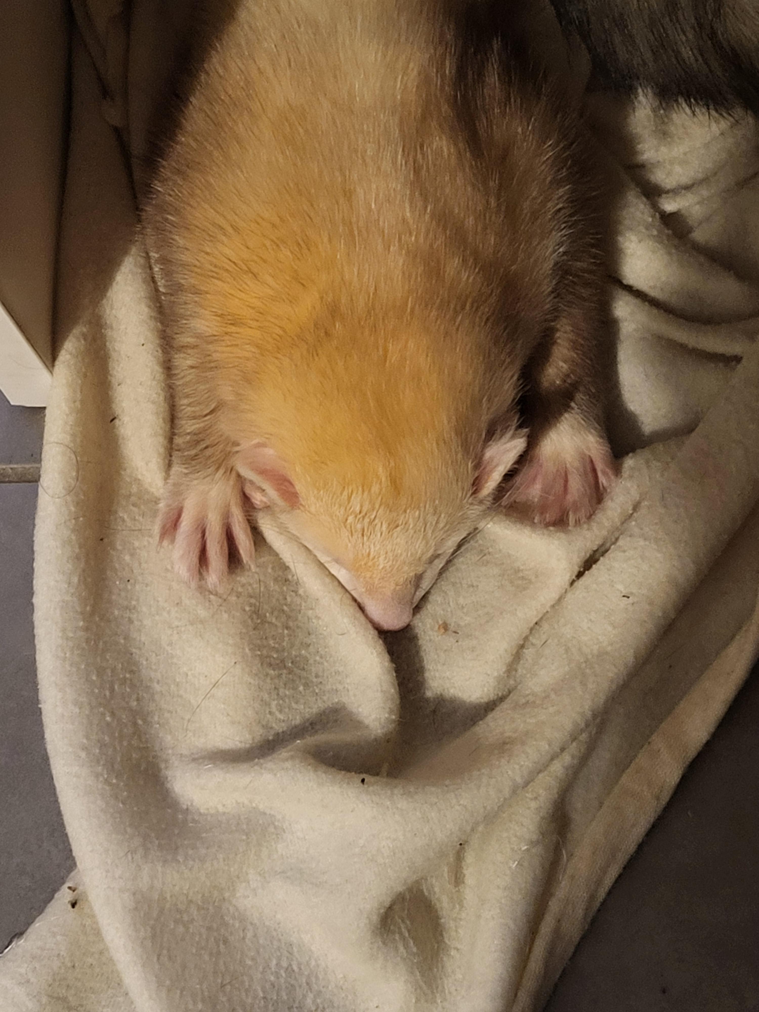 Ferret planking | Scrolller