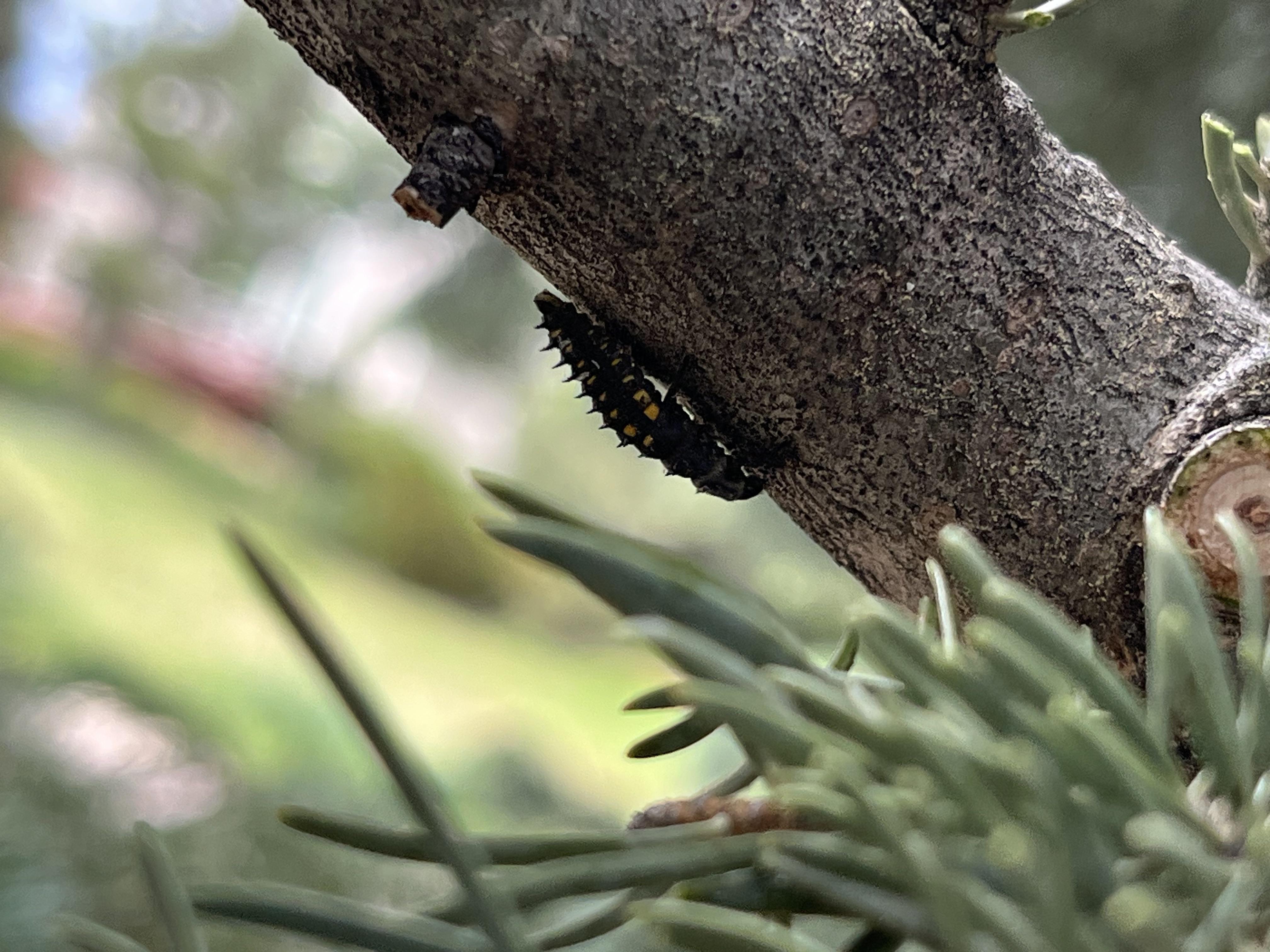 What are these bugs? | Scrolller