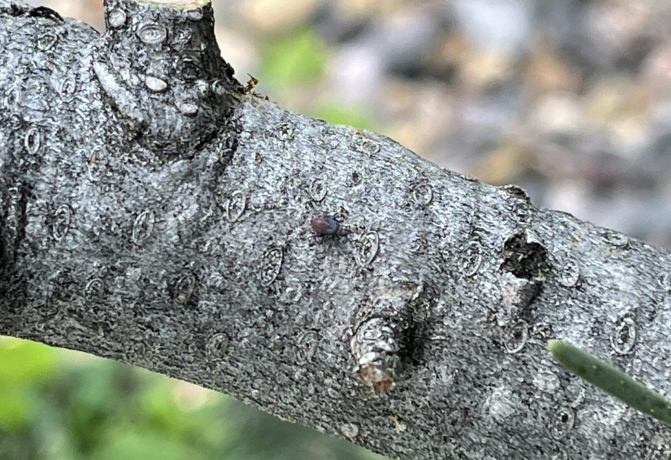 Discover more like Whatisthisbug: What are these bugs? and Related Content | Scrolller