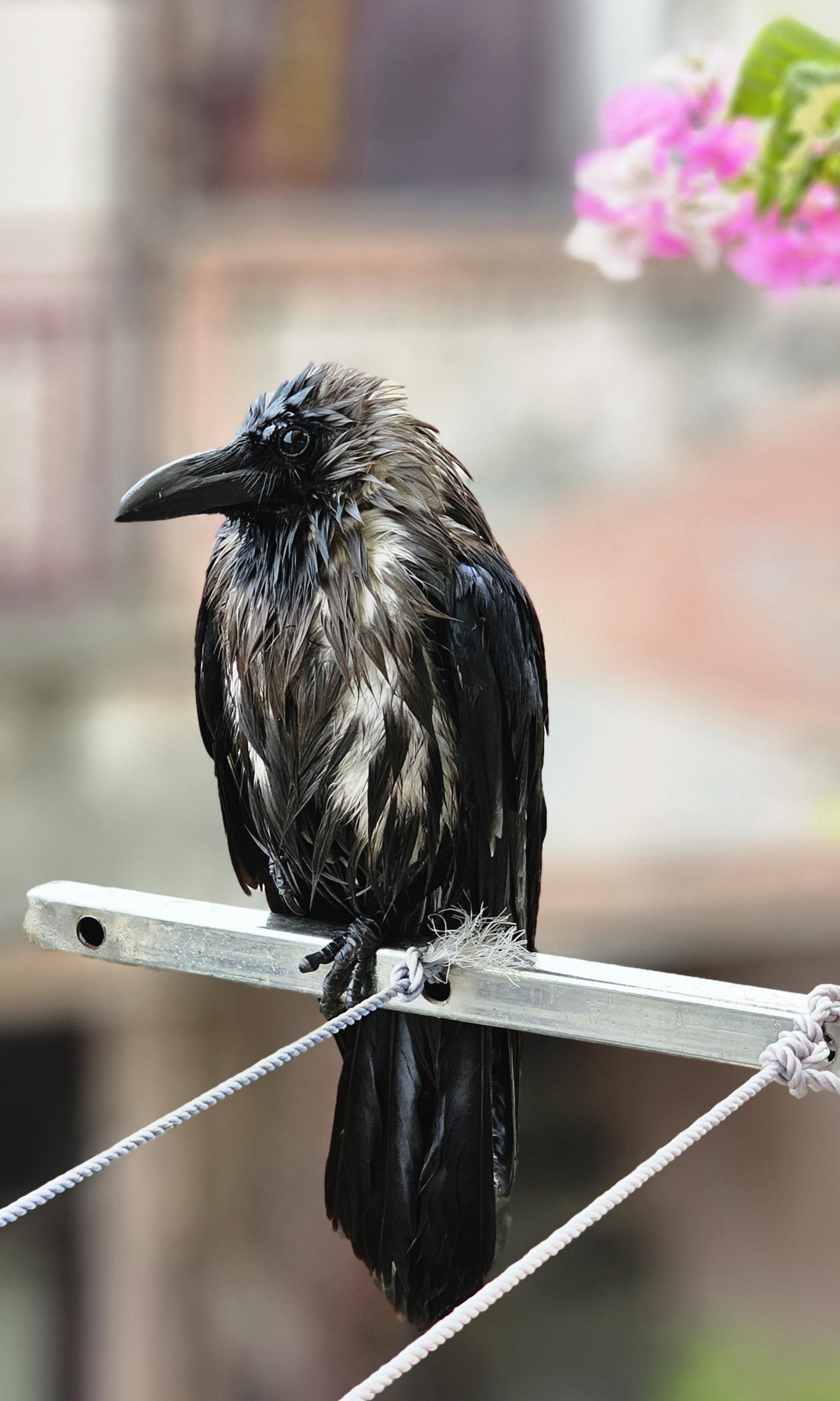 We had a visitor in the rain | Scrolller