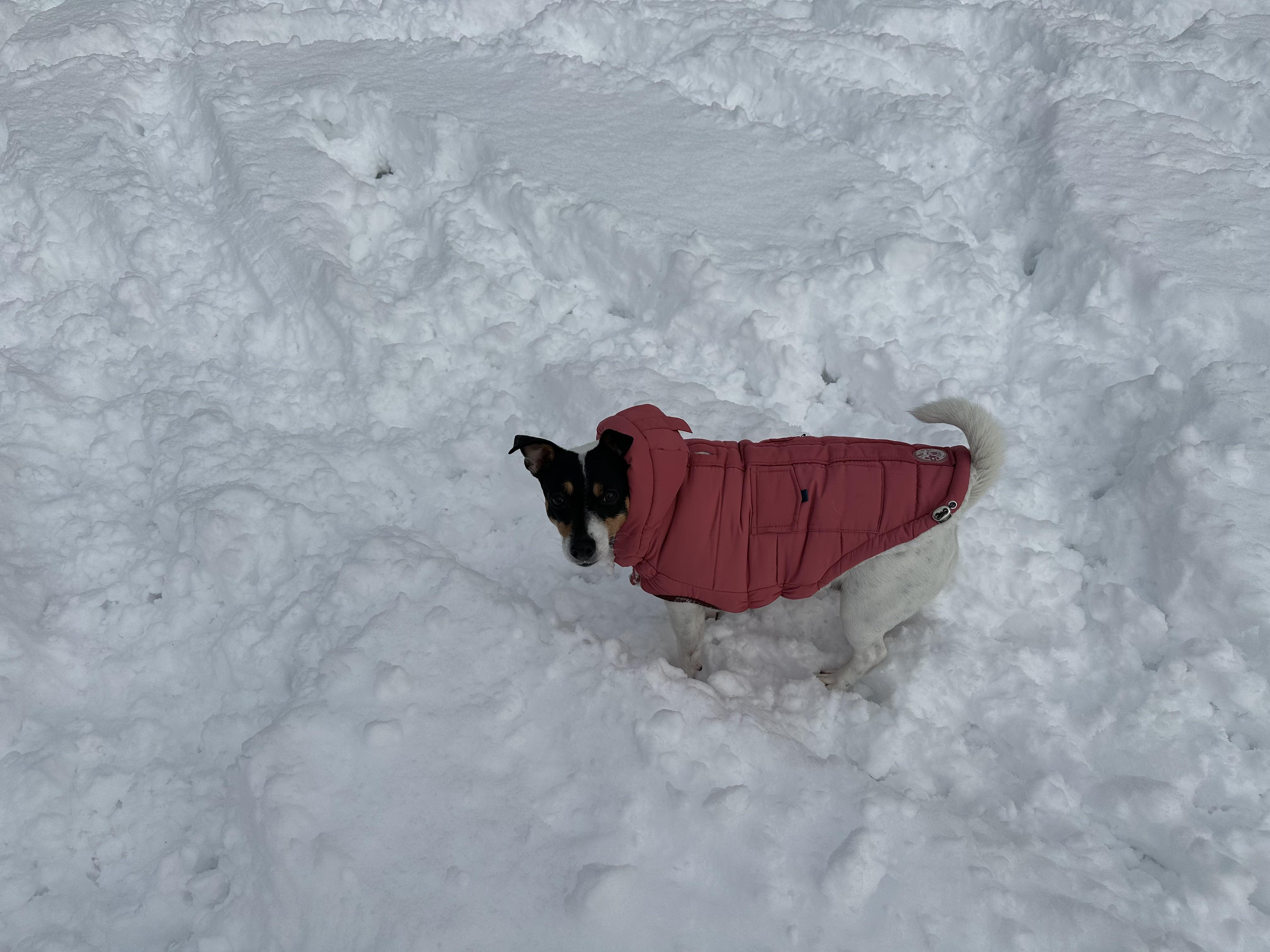 Snow day with peanut ☃️ | Scrolller