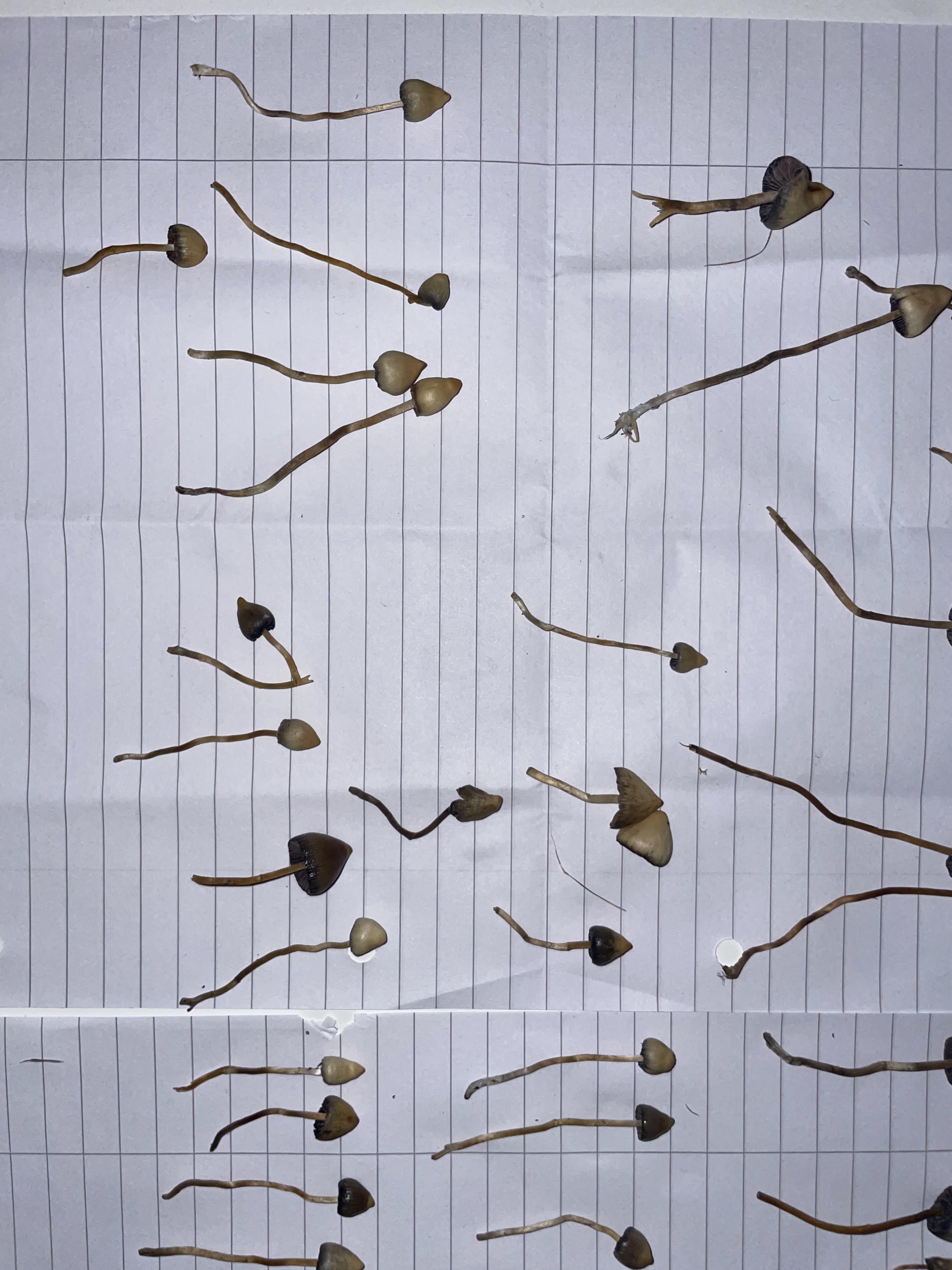 Are these Liberty Caps? | Scrolller