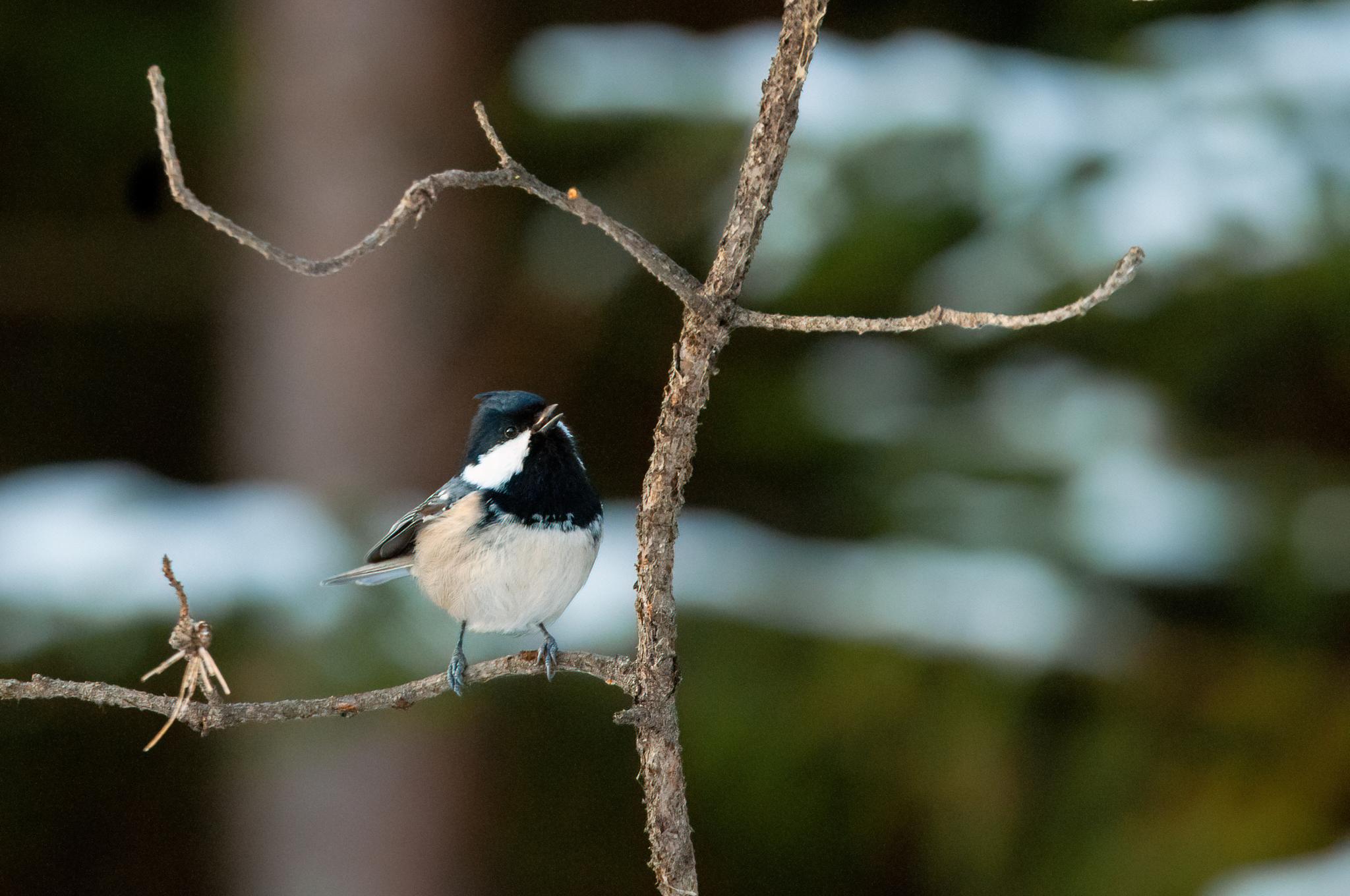 Coal tit | Scrolller