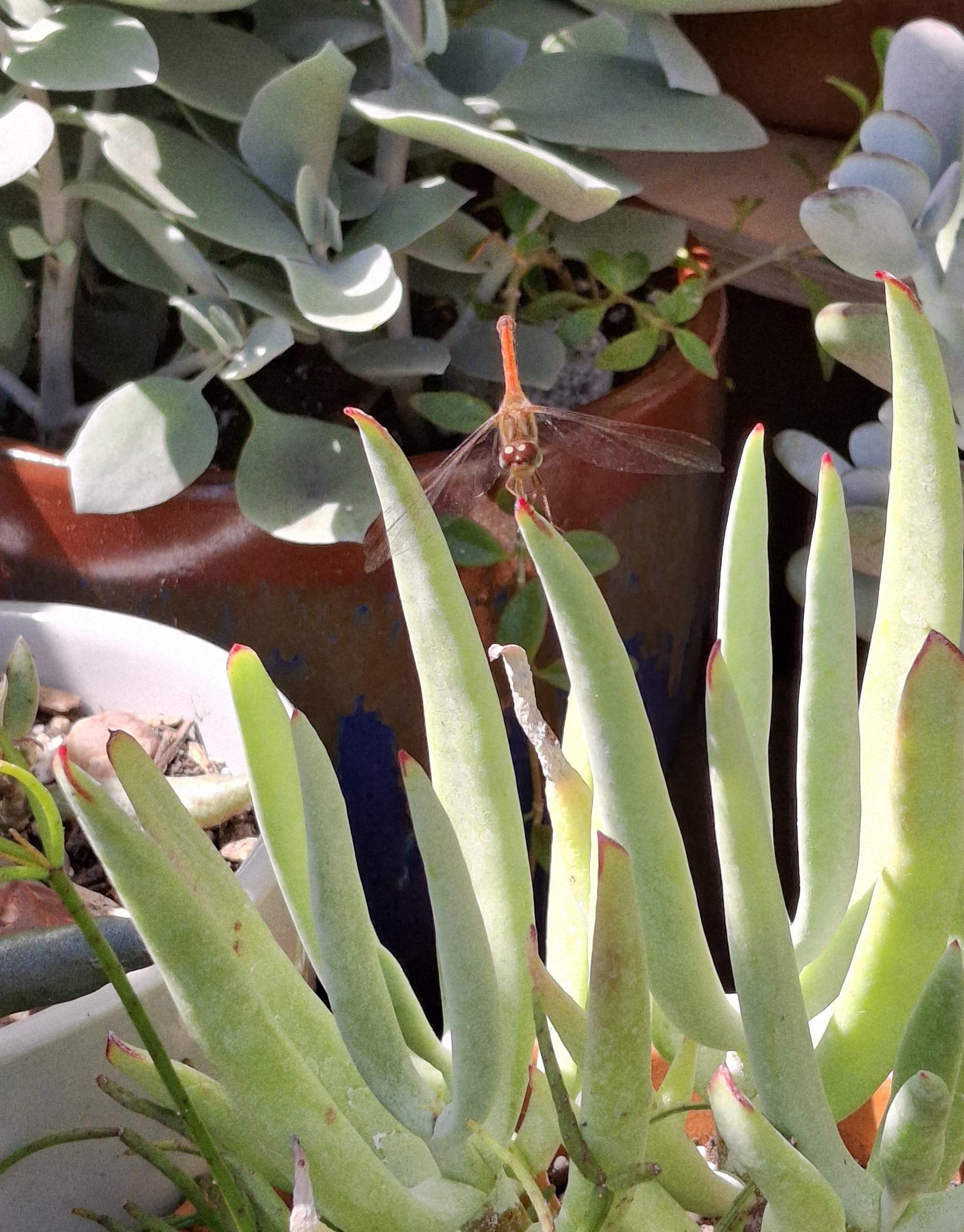 Little visitor on my cotyledon! | Scrolller