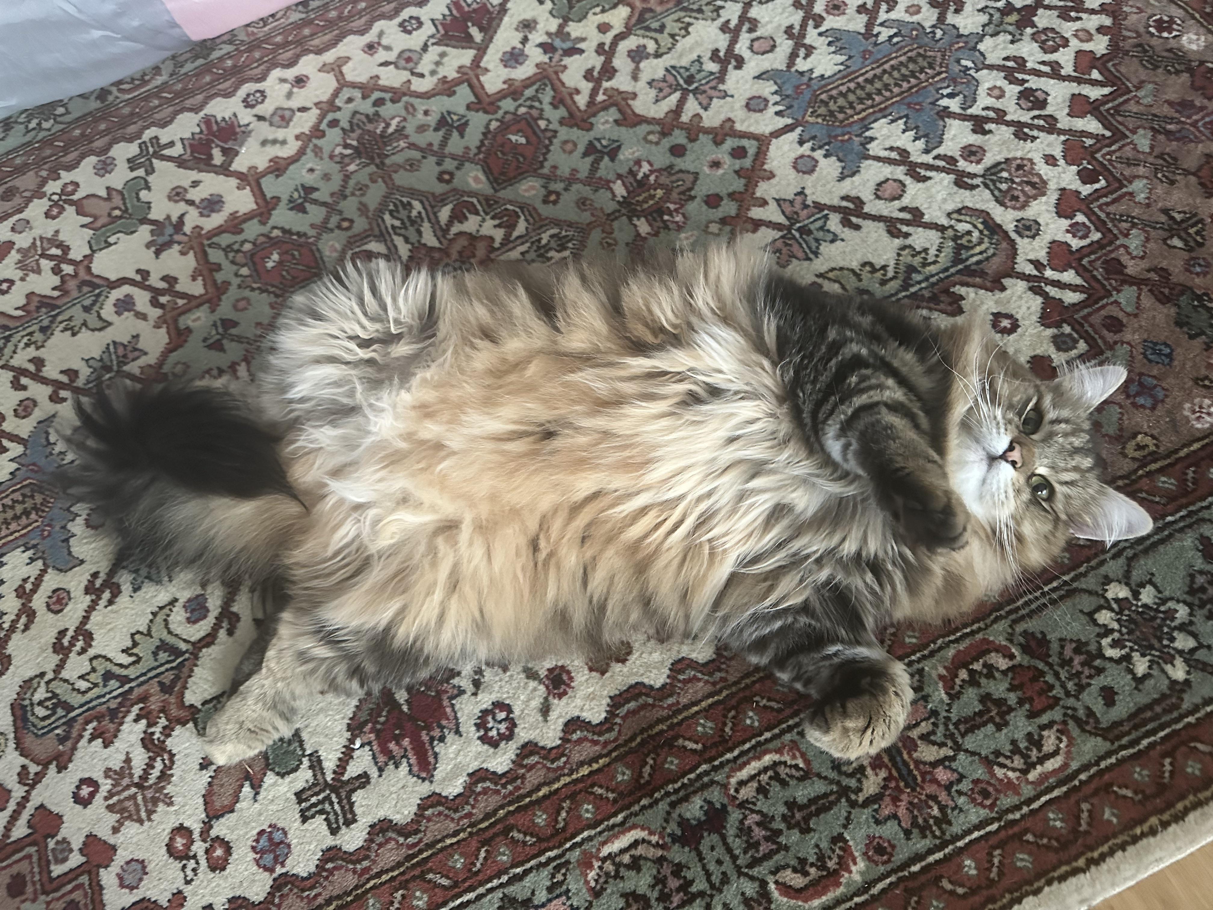 Floofy Mayson | Scrolller