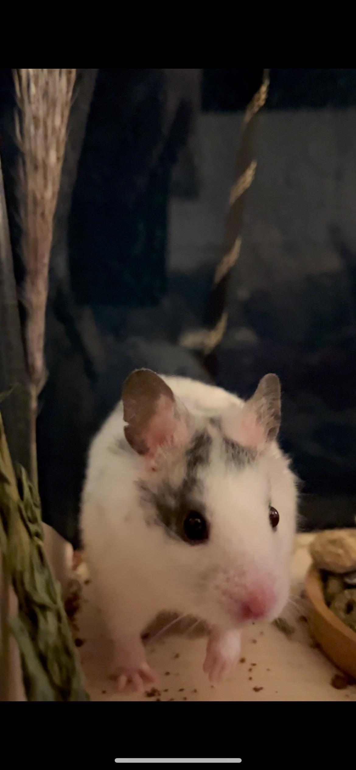 Meet Mr. Crumb | Scrolller