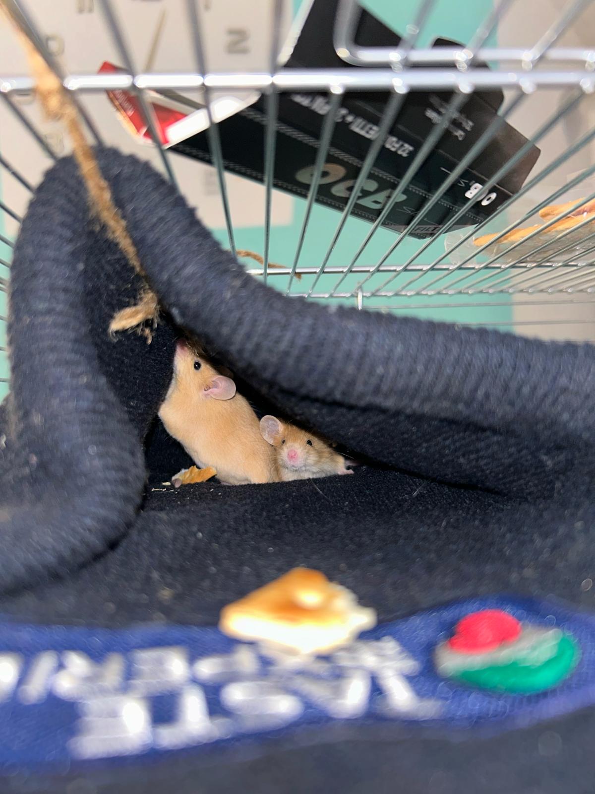 Two of my princesses are getting darker/dark spots | Scrolller