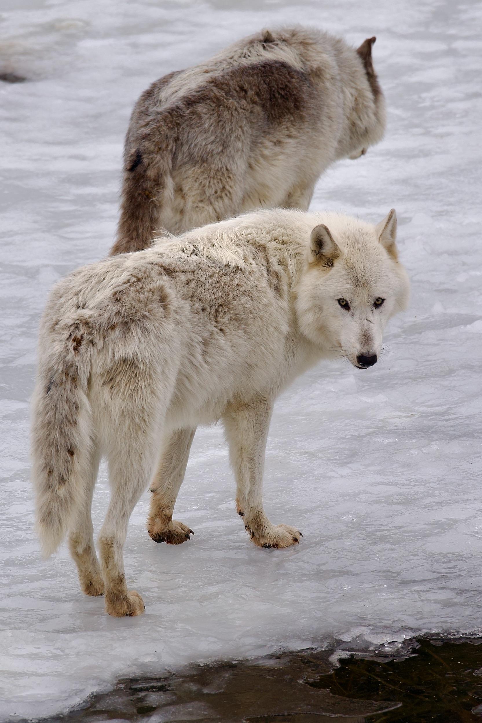 Wolves of Quebec | Scrolller