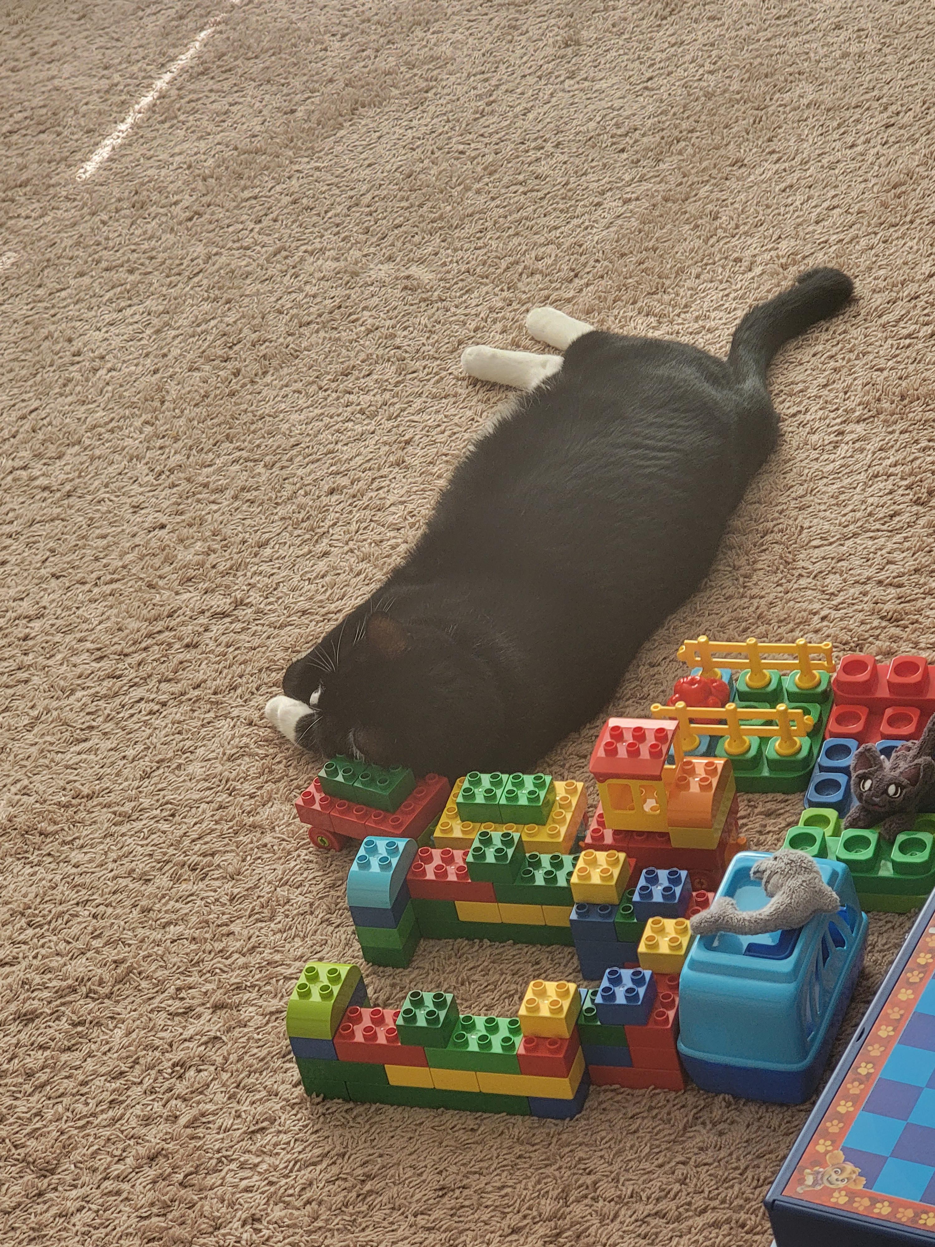 My boy Gadget is a little strange... | Scrolller