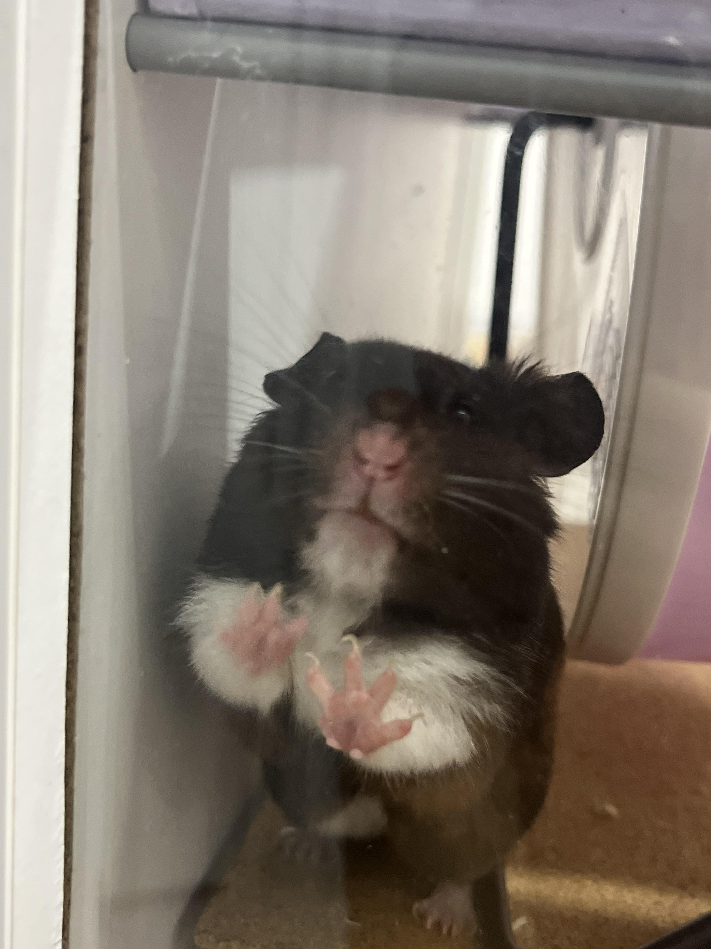 New buddy! Name recs? | Scrolller