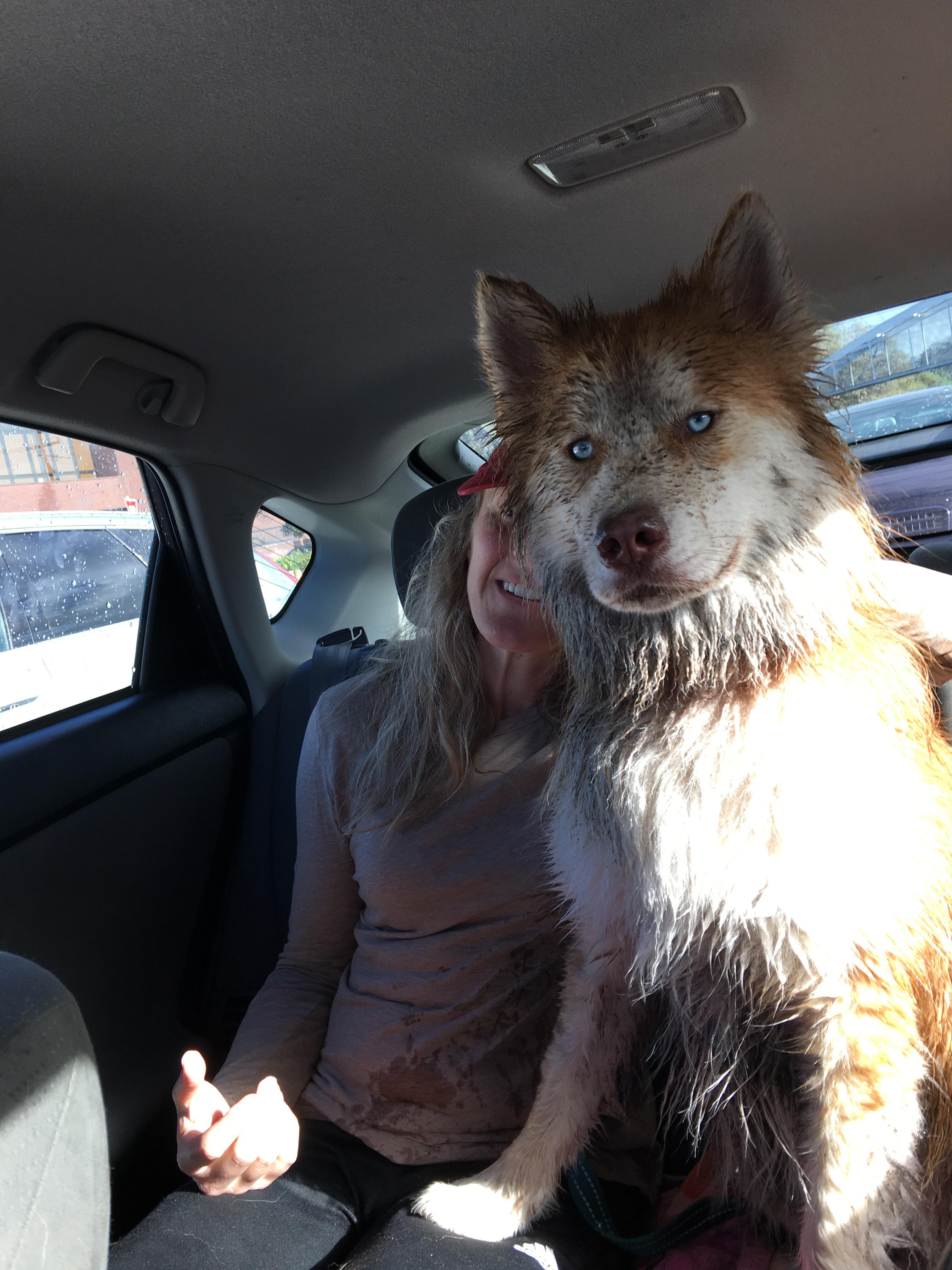 Koda - our Pomsky, just loves to play in mud puddles. [oc] | Scrolller