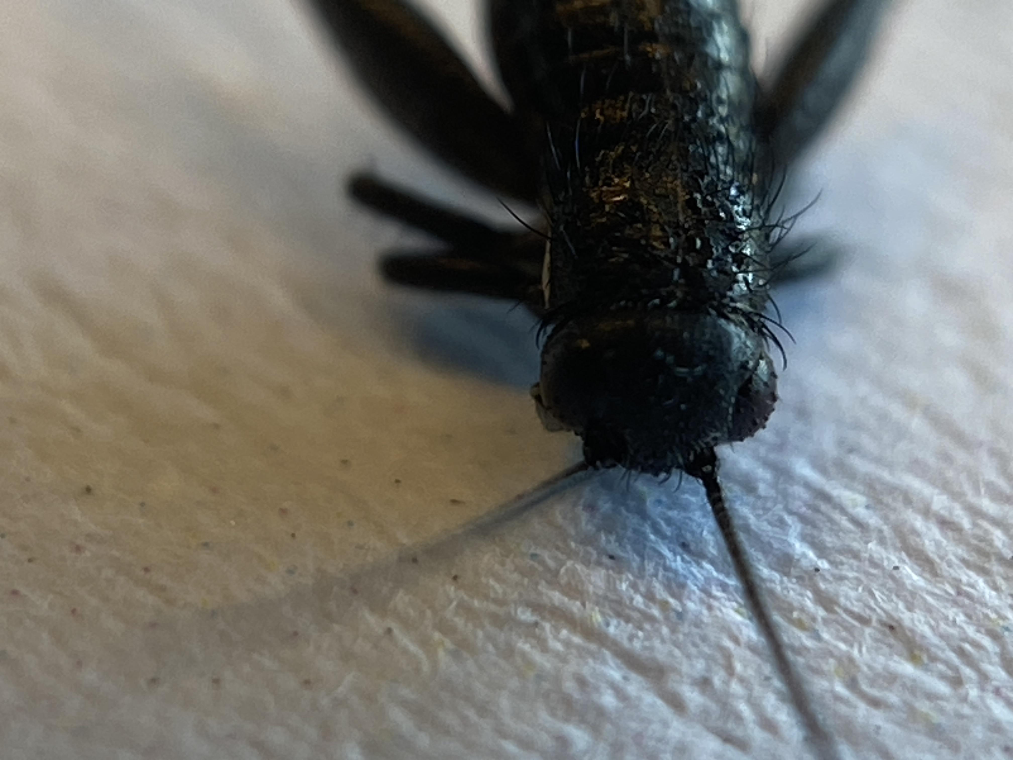 Anyone identify this insect? | Scrolller