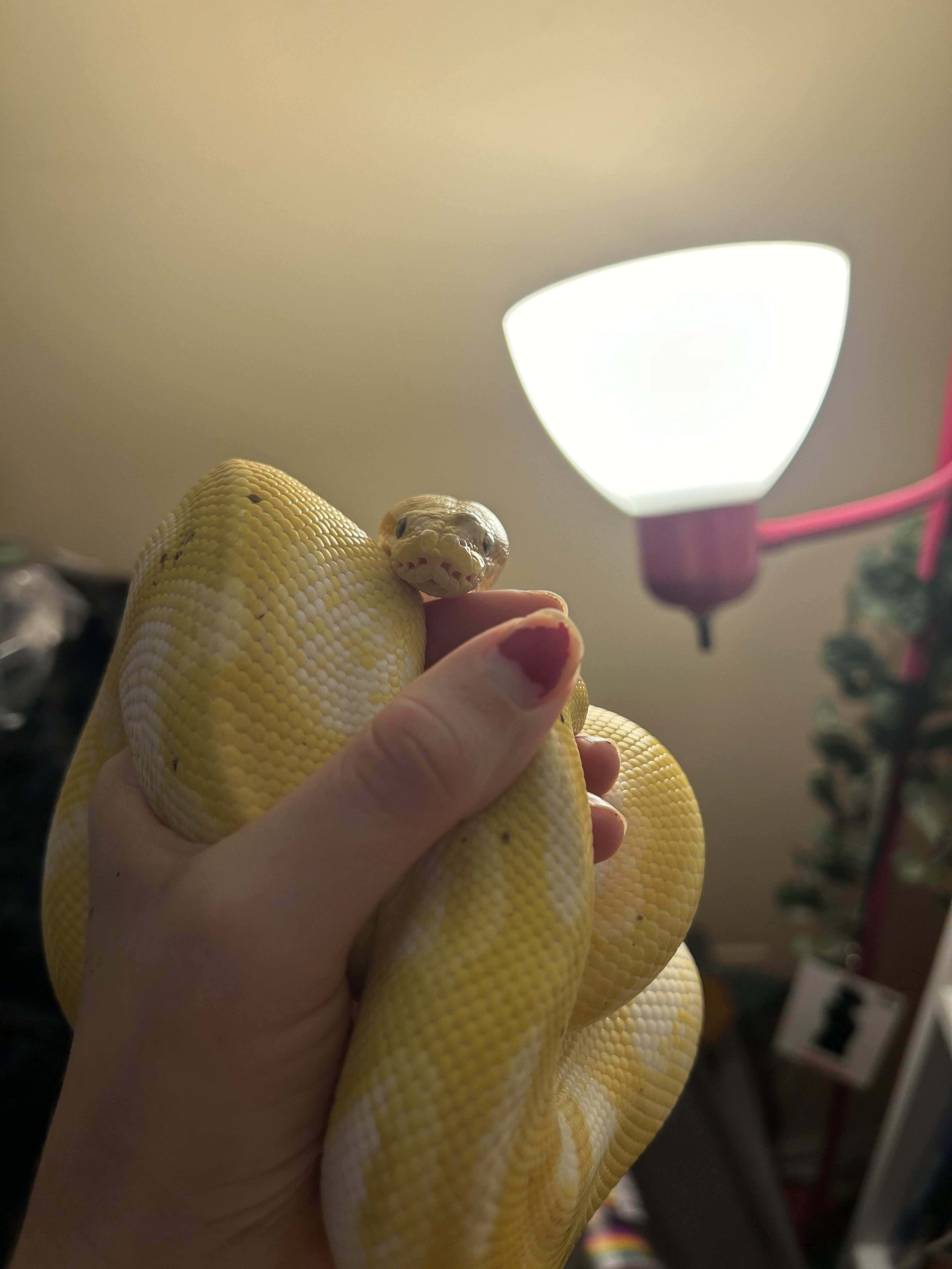 Is this a bruise? | Scrolller