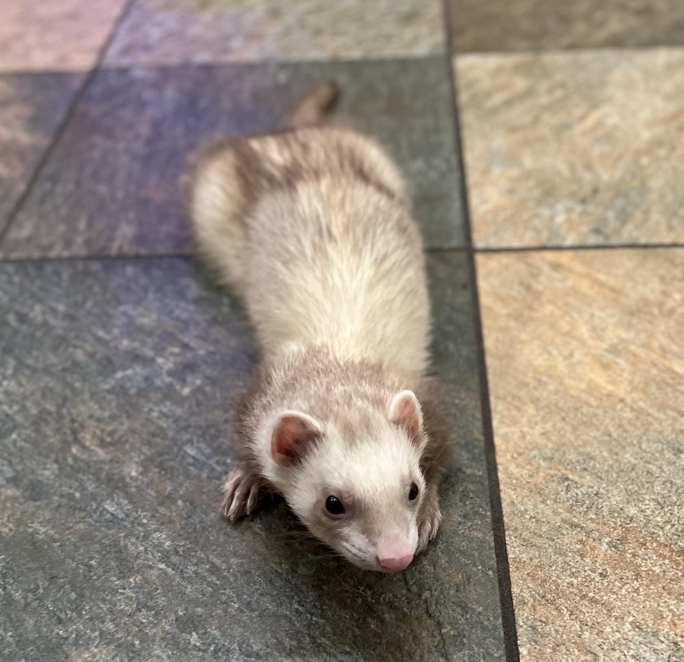 Morty the explorer | Scrolller