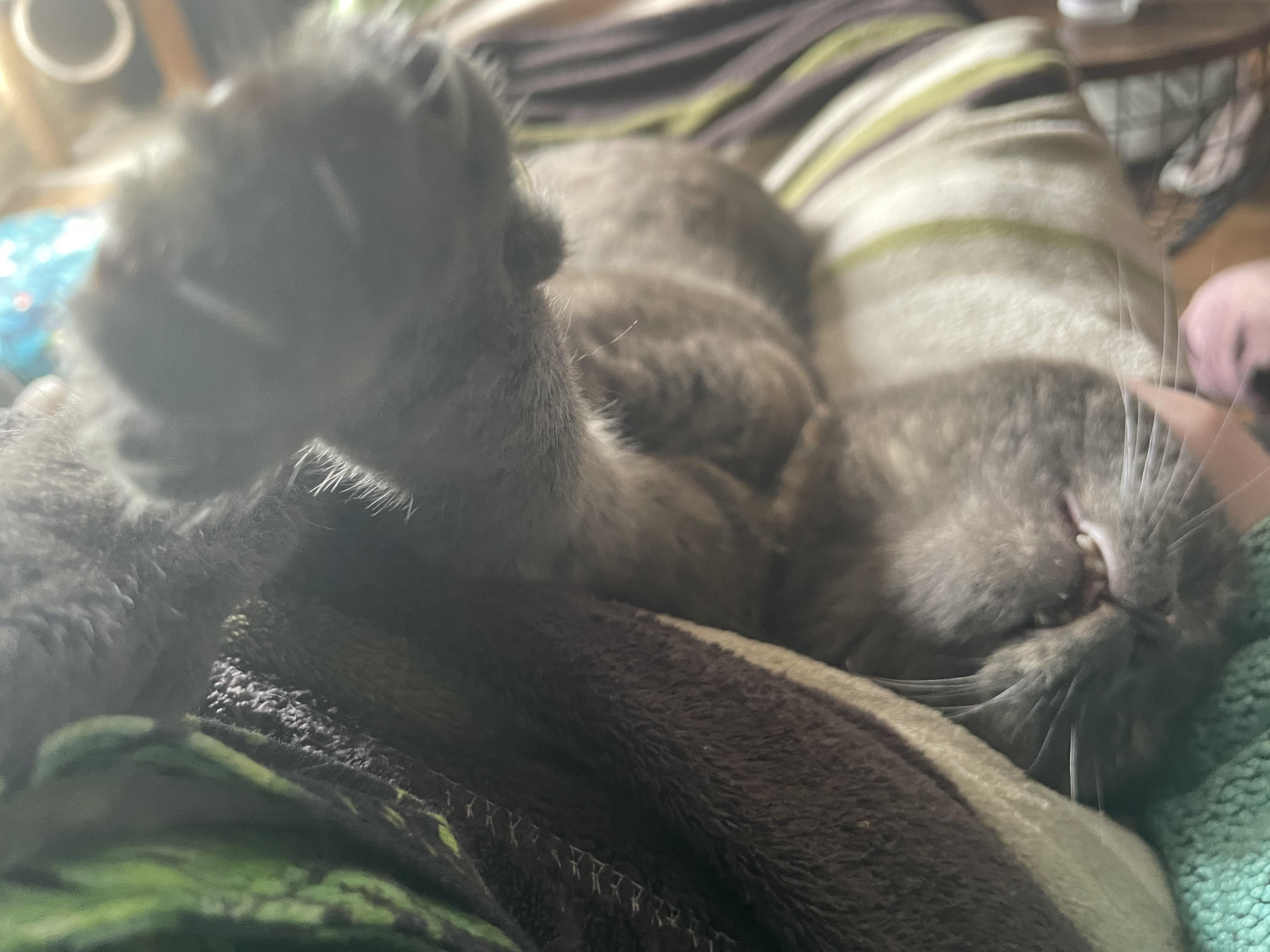 My adorable Sleepy Cleo | Scrolller