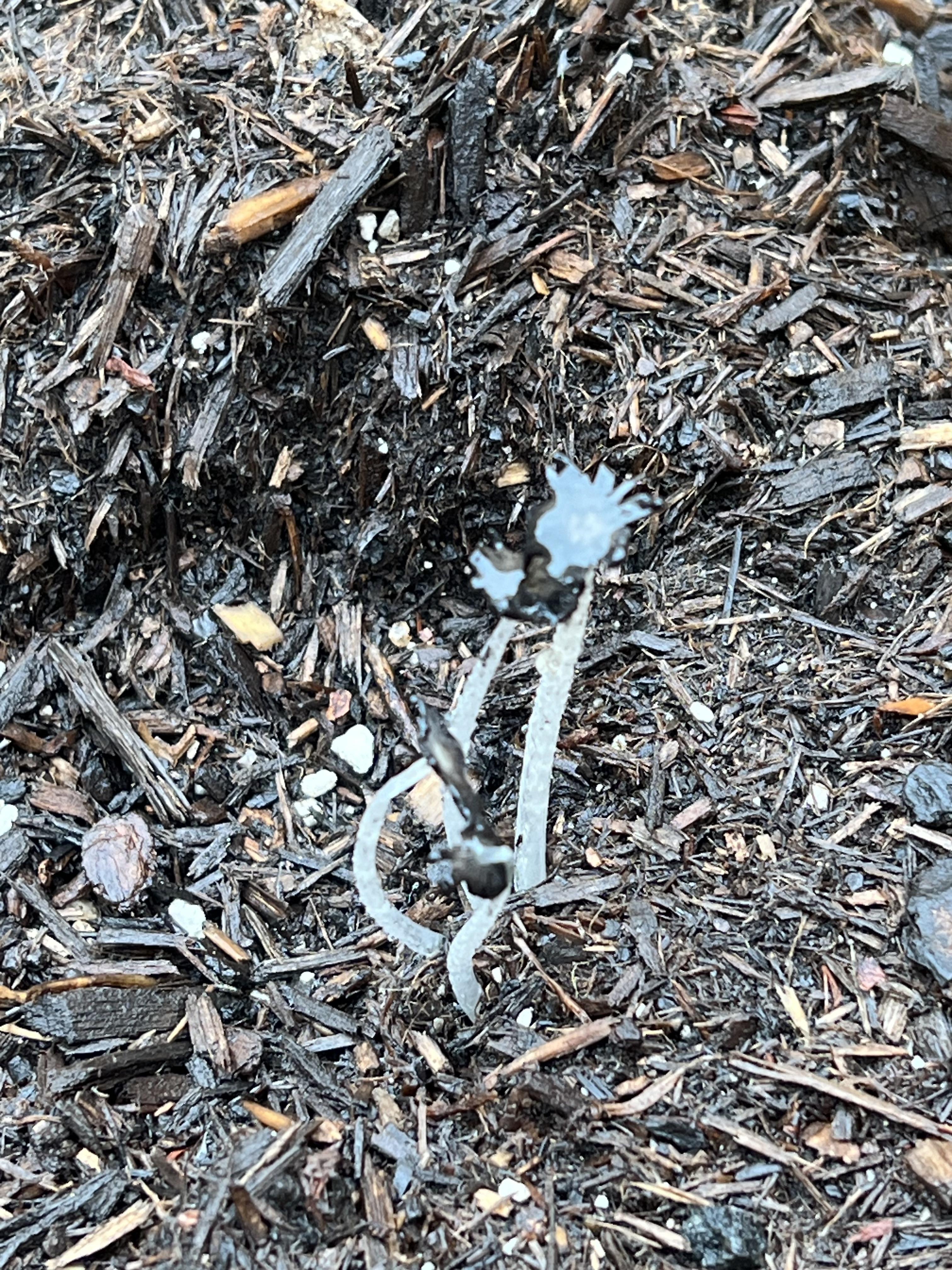 Popped up after a storm | Scrolller